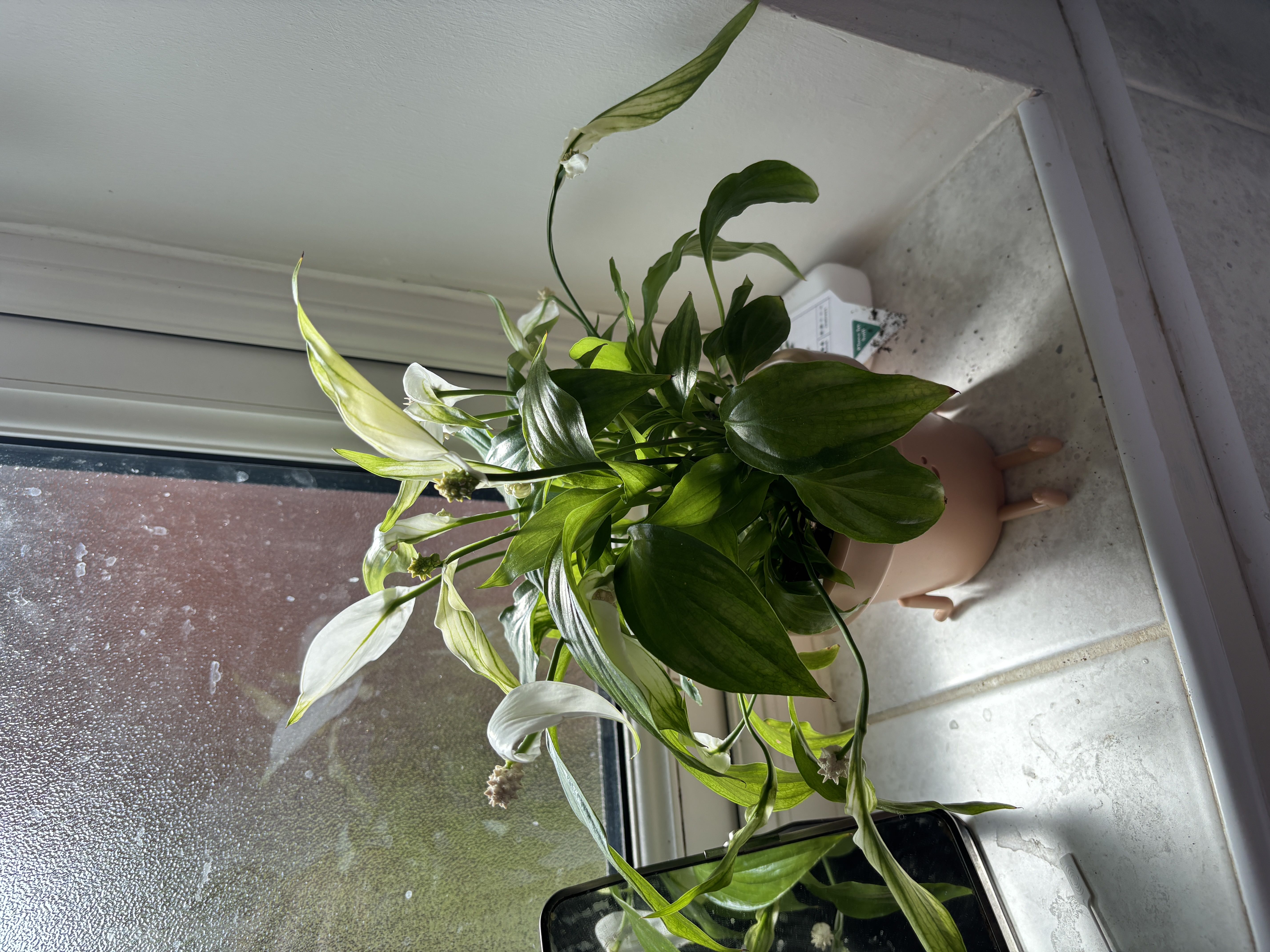 10 Facts About Peace Lily Lifecycle
