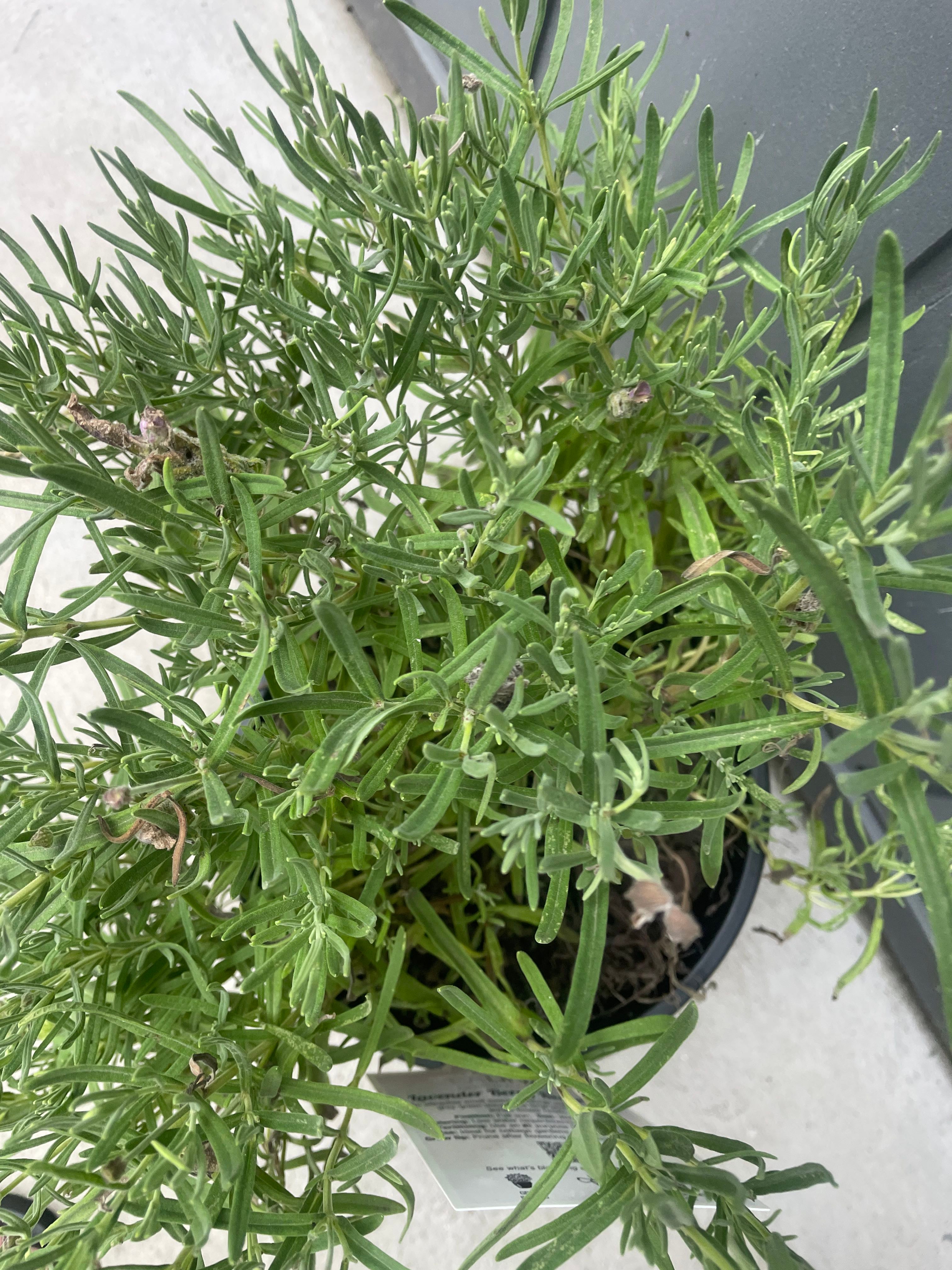 💜 Everything You Need to Know About Lavender 'Pippa'