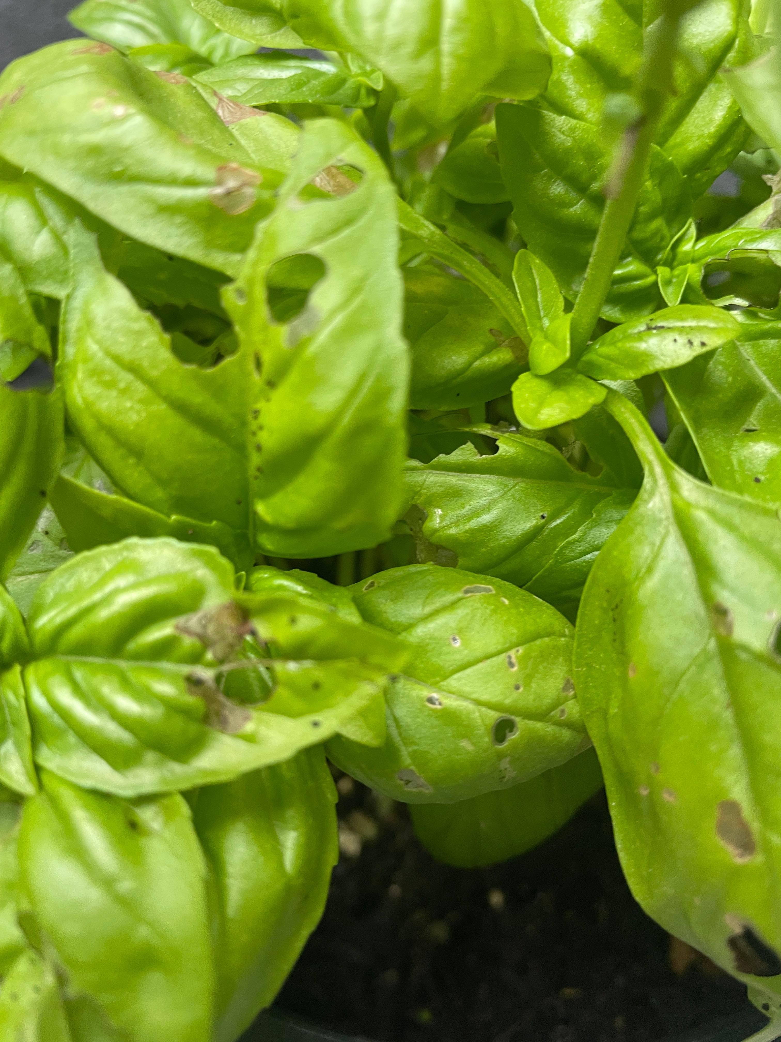 Everything You Need to Know About Mrs. Burns' Lemon Basil 🍋