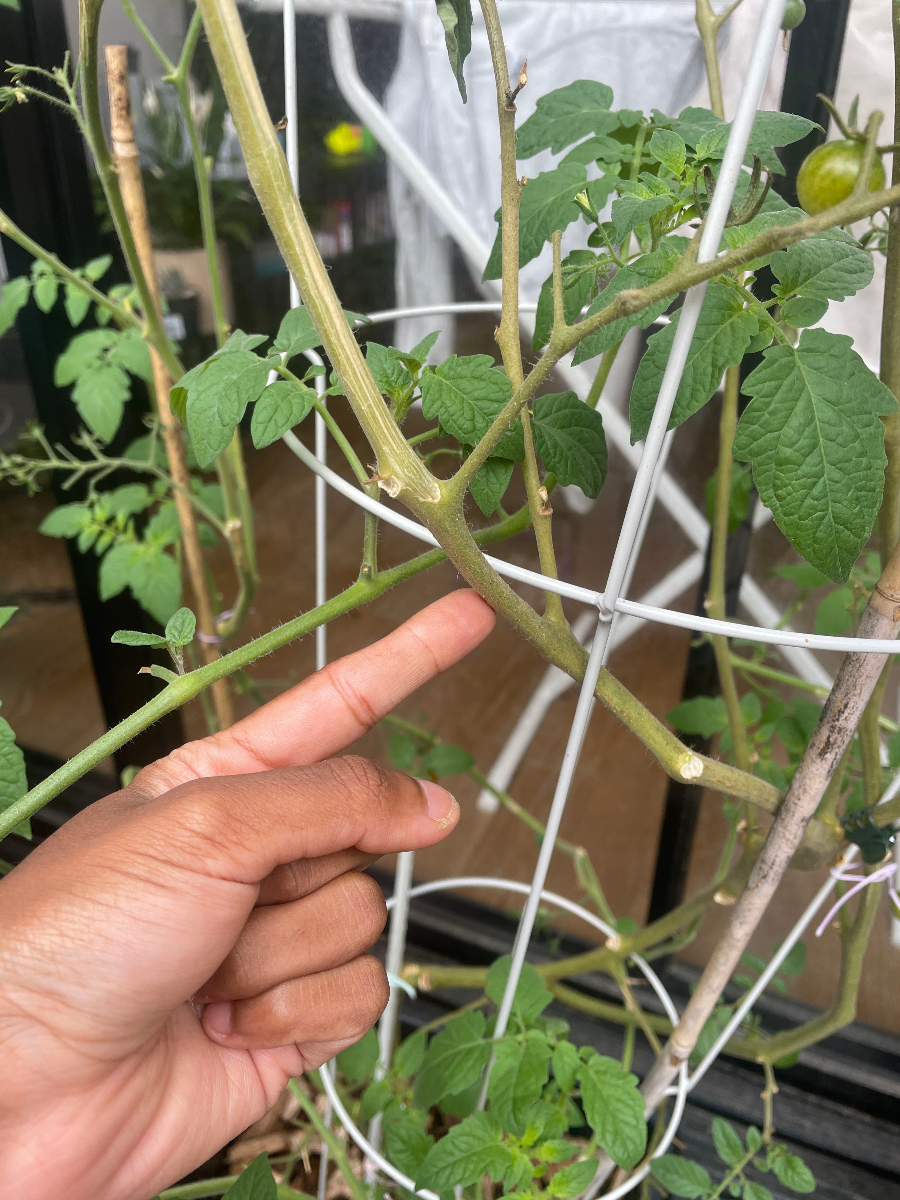 Tomato Plant Growth: Height vs. Width