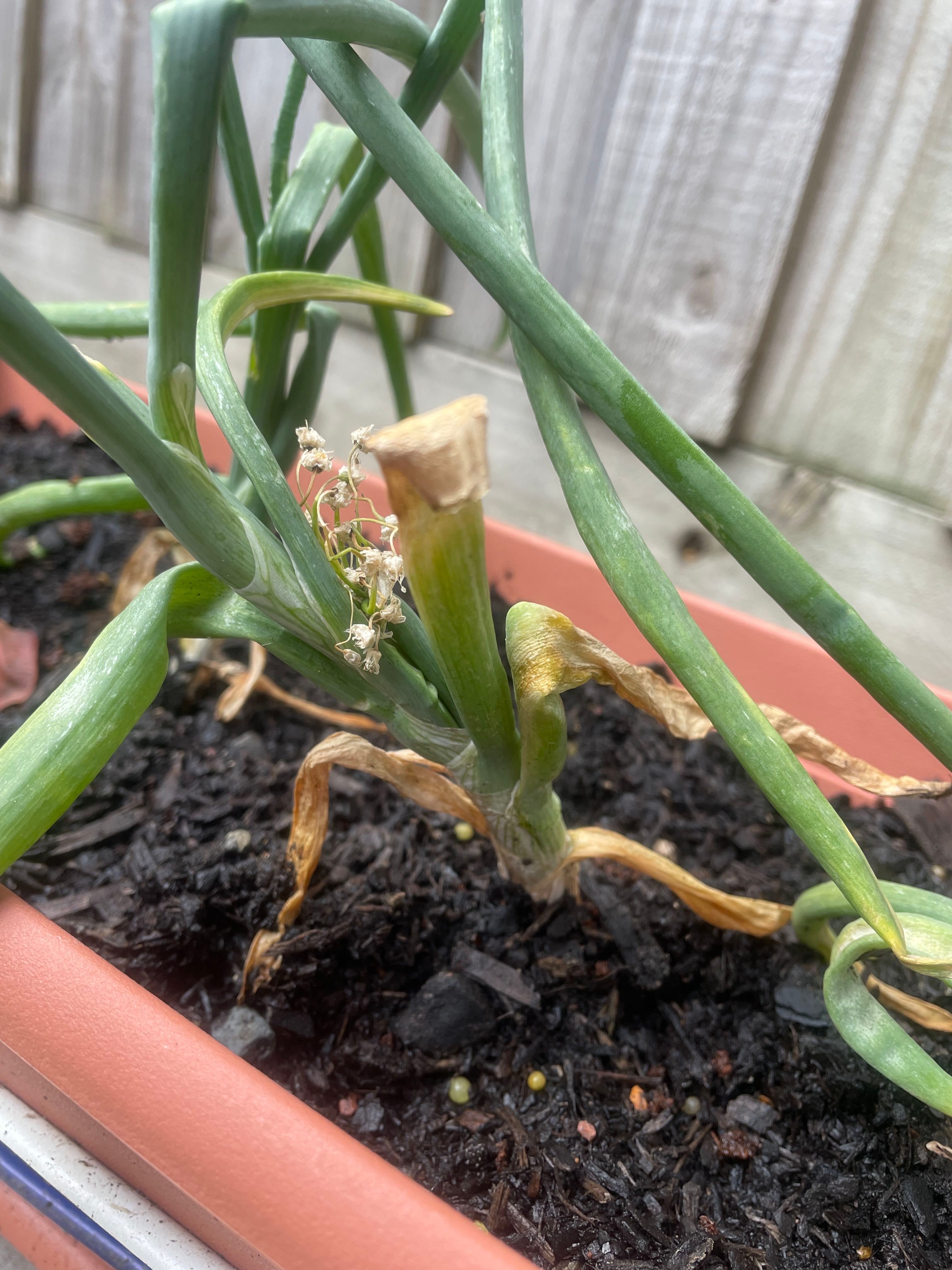 Onion Growth: Height vs. Width 🧅