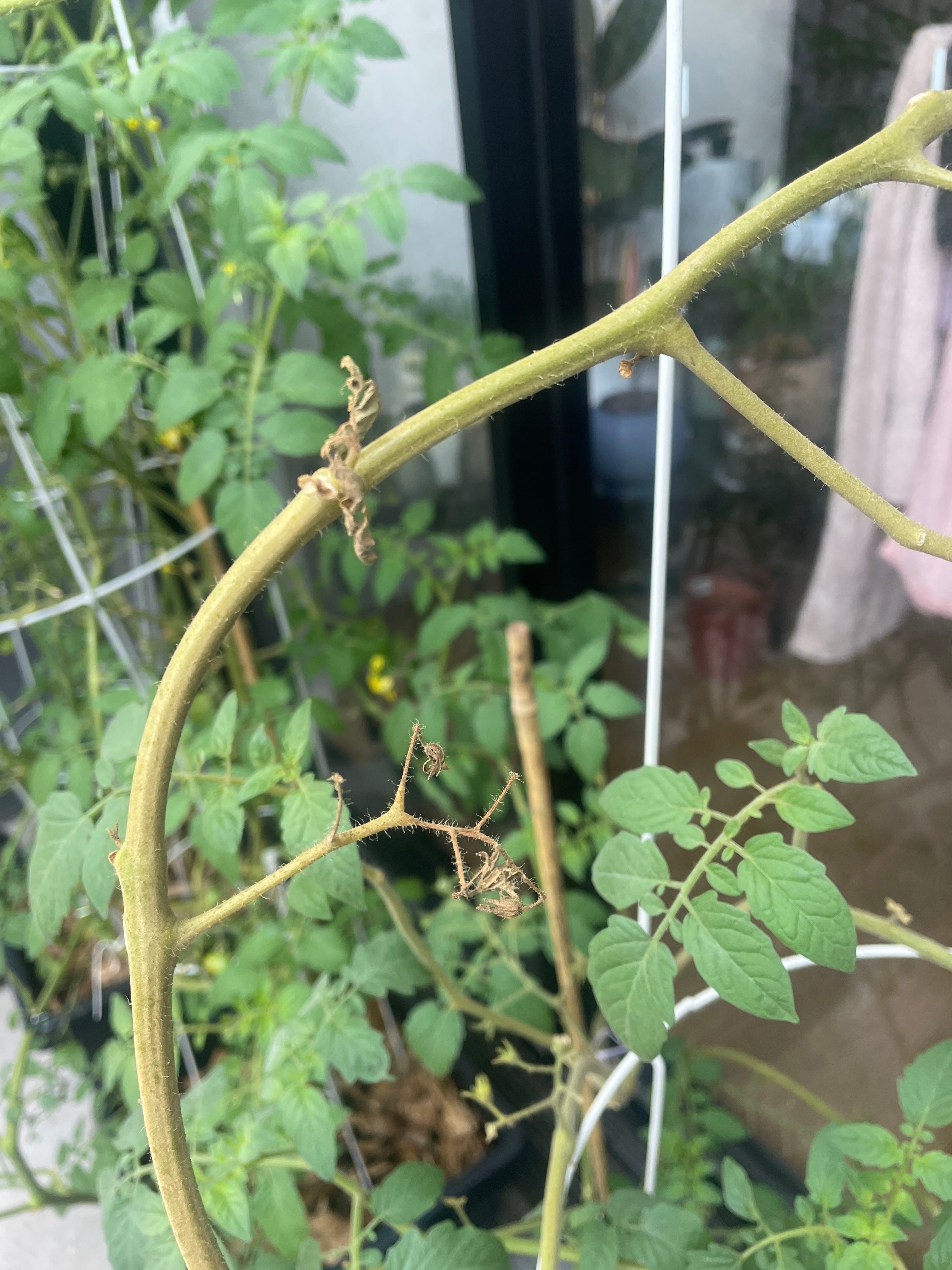 🍅 Tomato 'Bobcat': A Comprehensive Overview