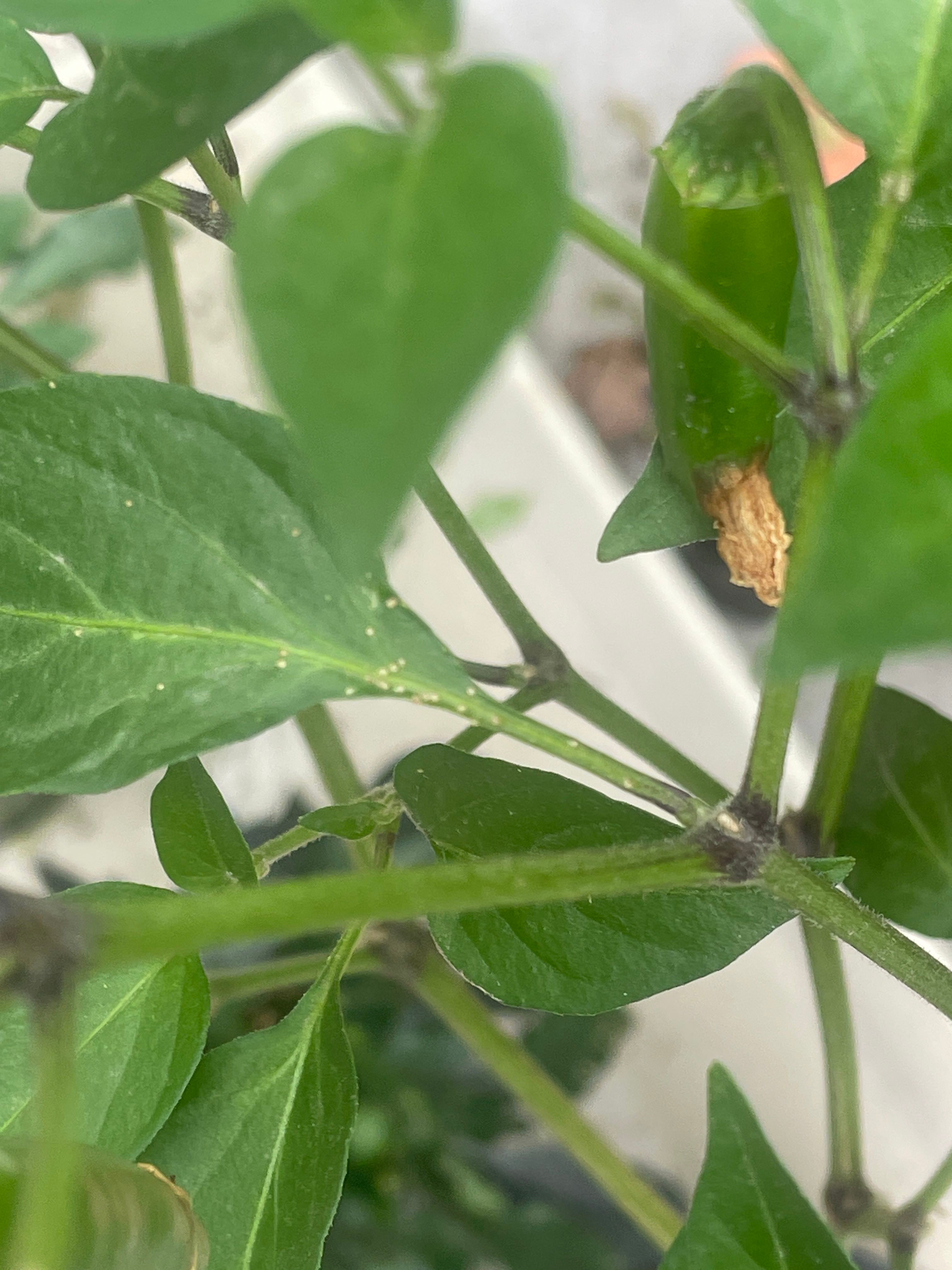 Key Milestones in Pepper Plant Growth