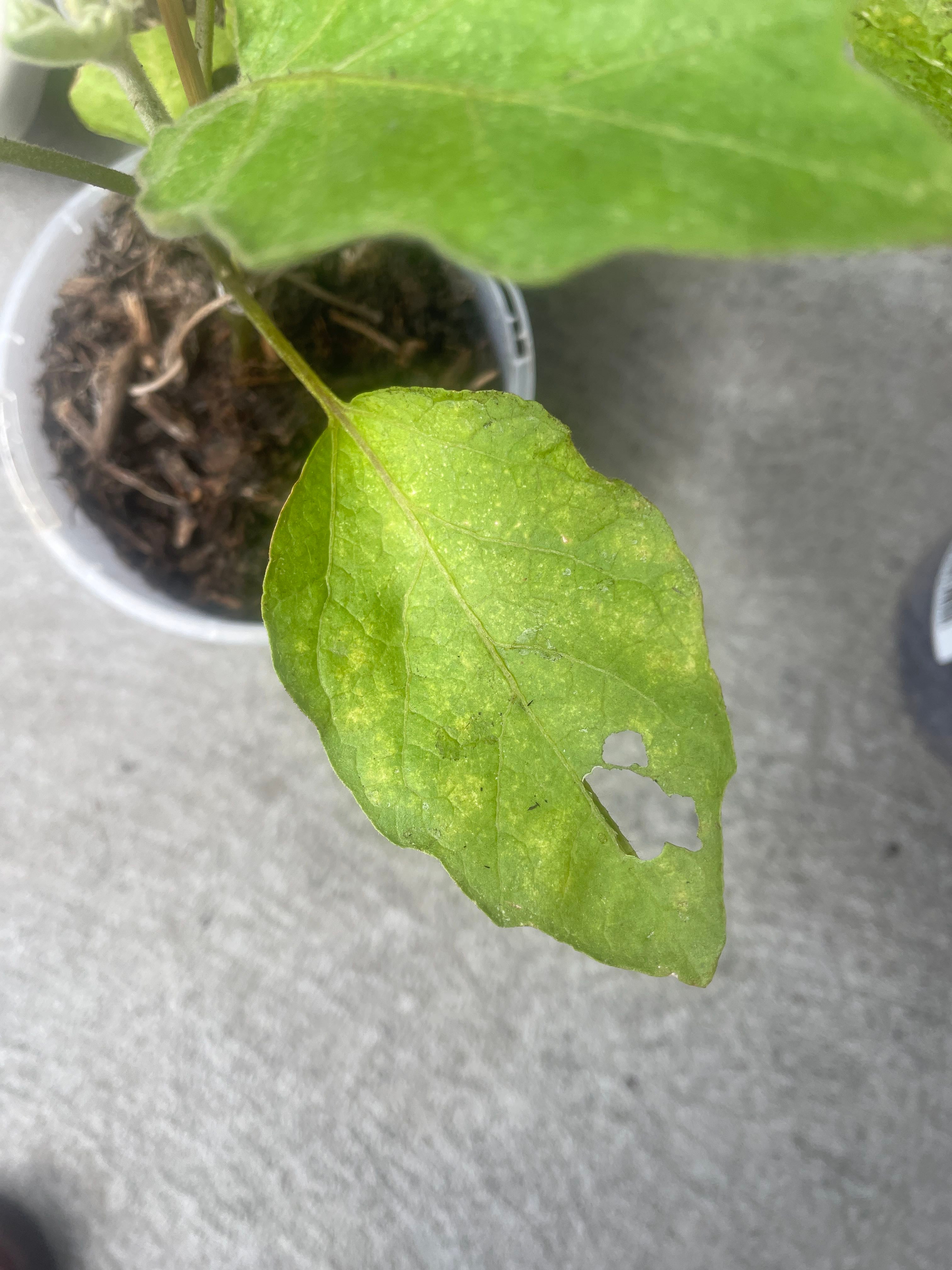 🍆 African Eggplant Explained: Key Information