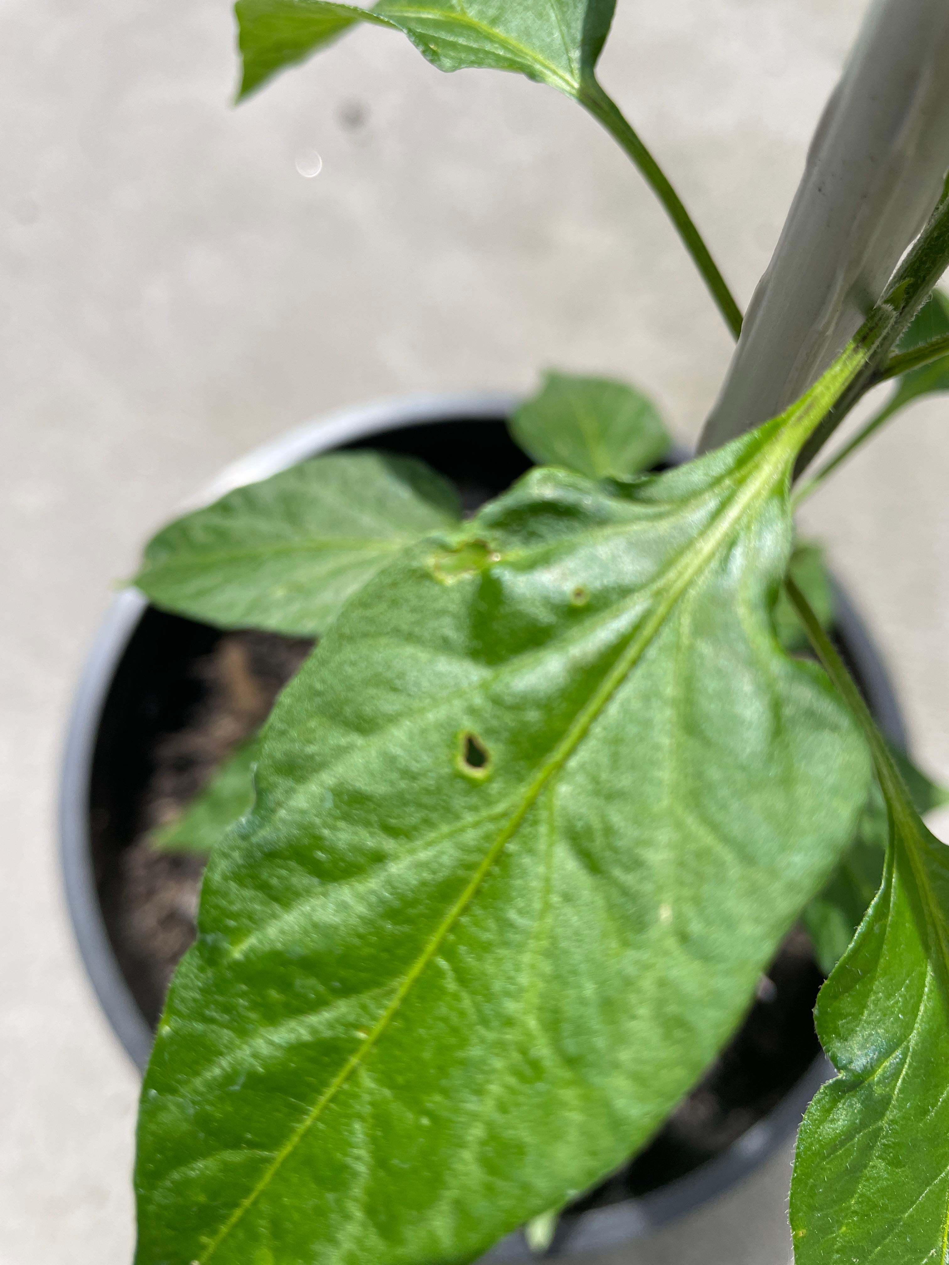 Best Tips for Dealing with Black Spots on Green Pepper 🌶️