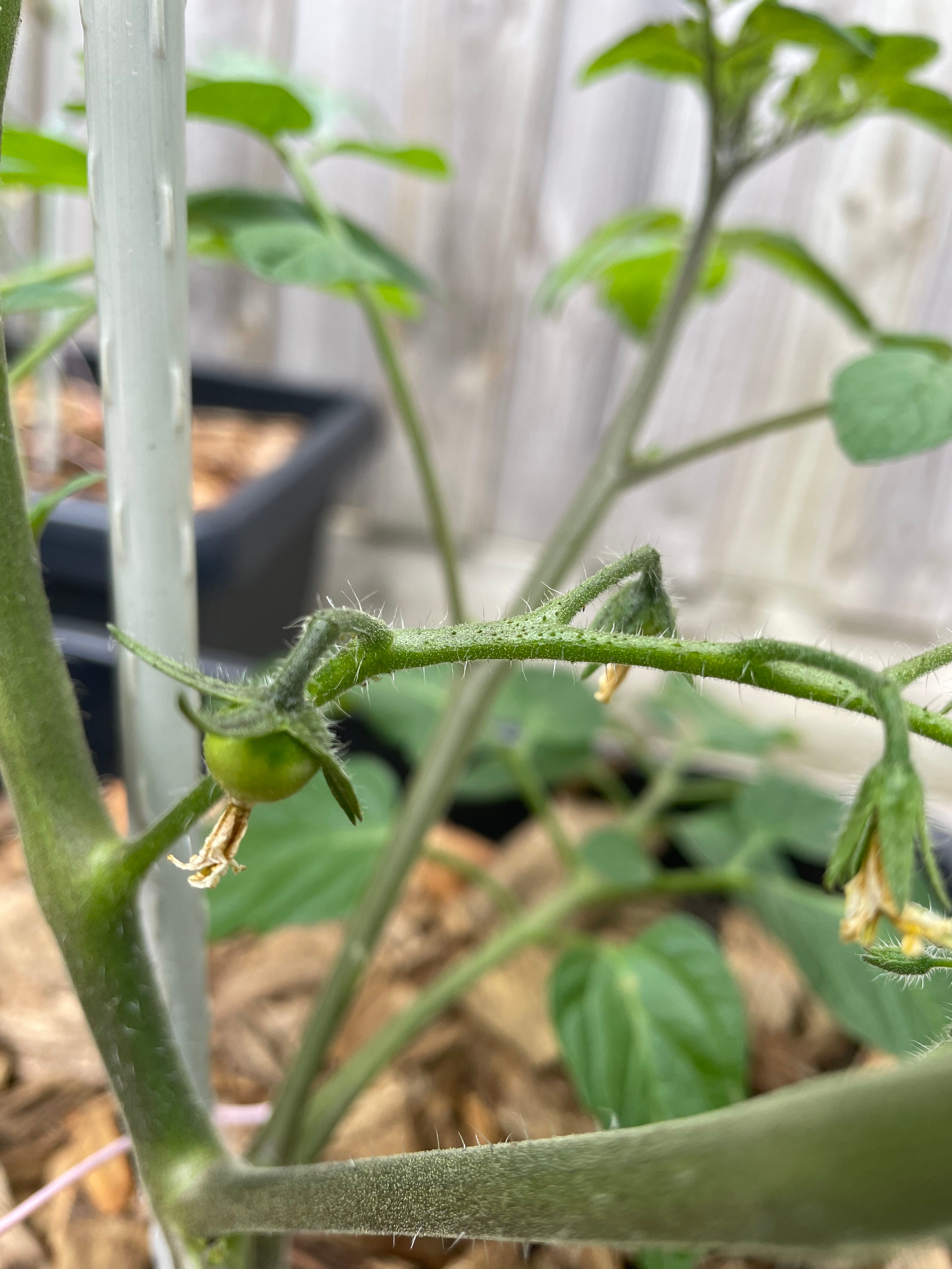 Big Boy Tomato Varieties that Belong in Your Collection 🍅