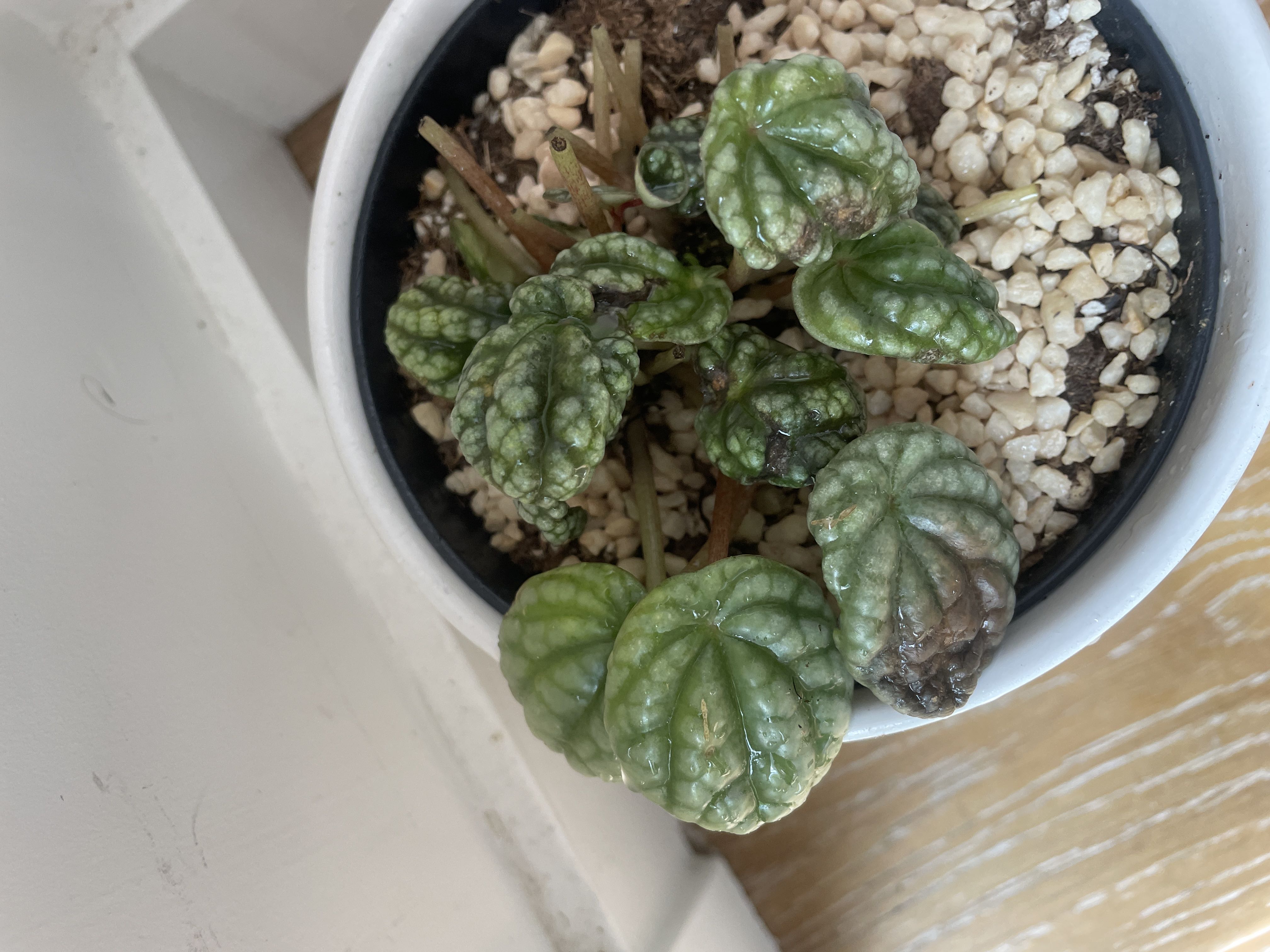 Emerald Ripple Peperomia Care 101: Water, Light & Growing Tips