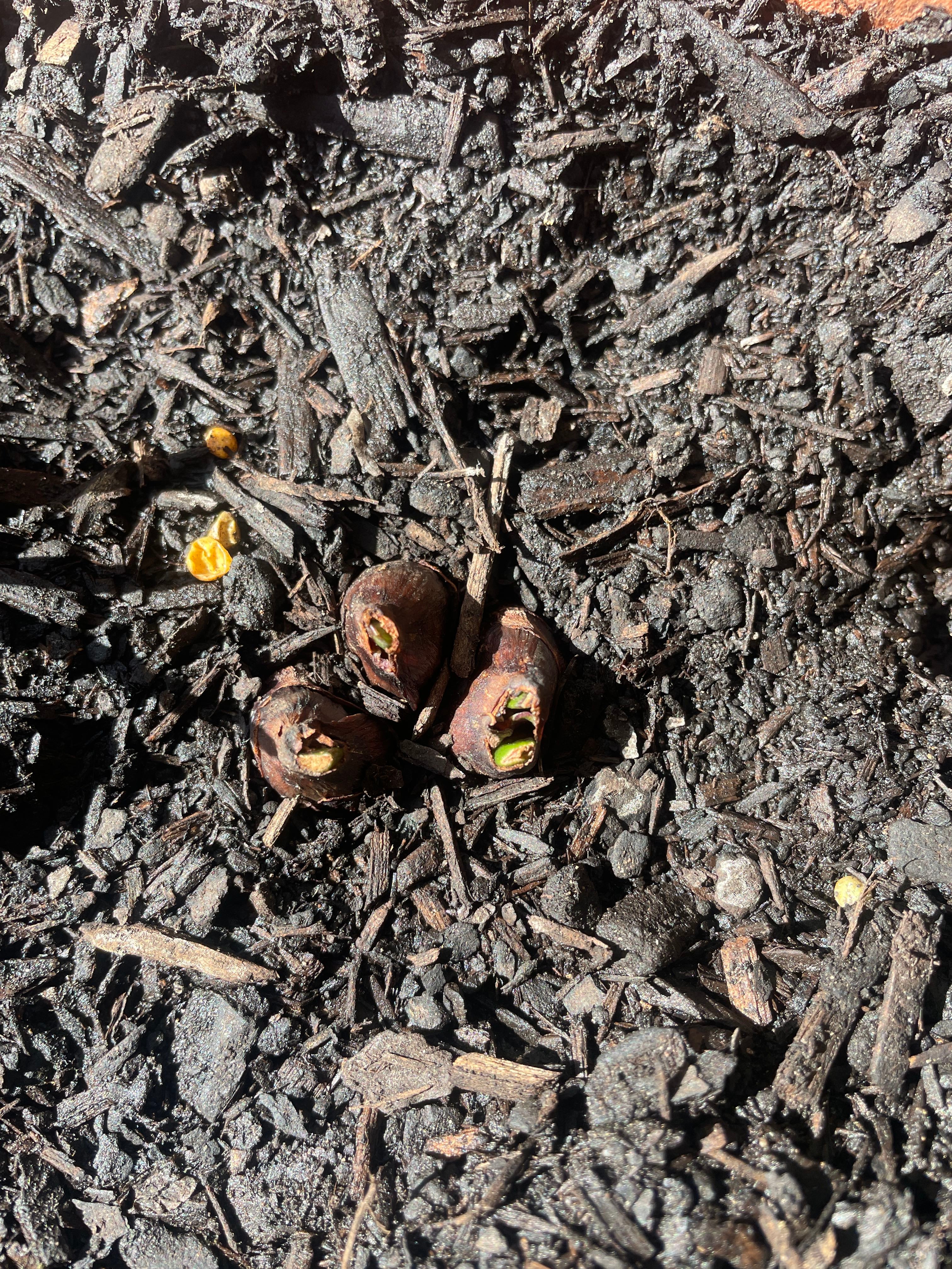 Onion Growth: Height vs. Width 🧅