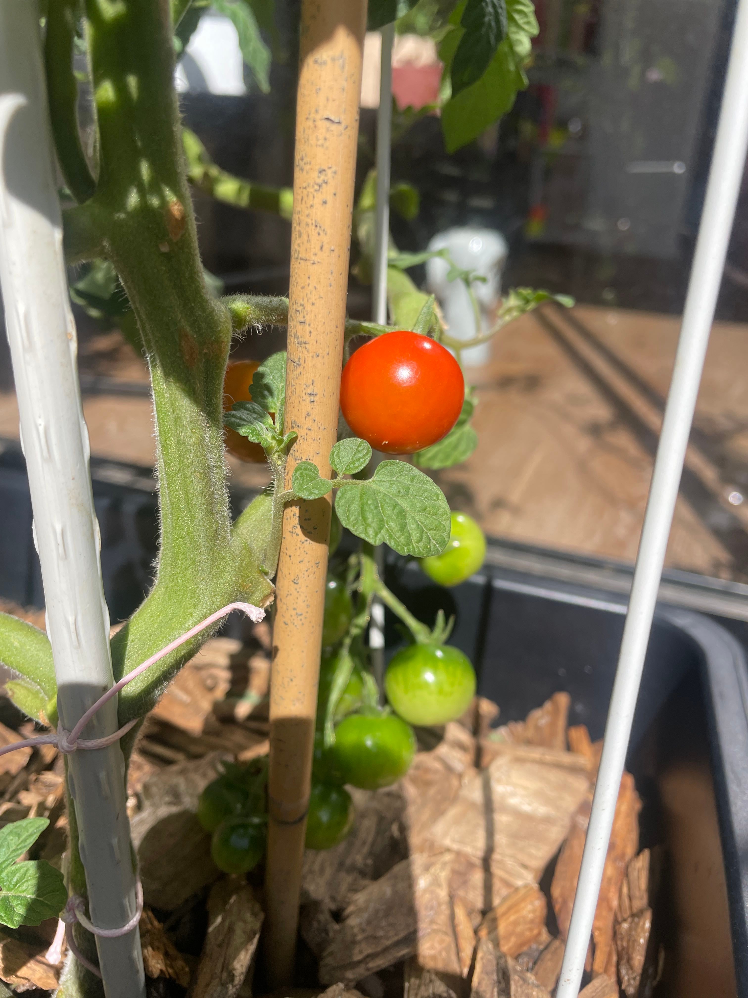 How to Care for Big Beef Tomato: Mastering Water, Sunlight & More