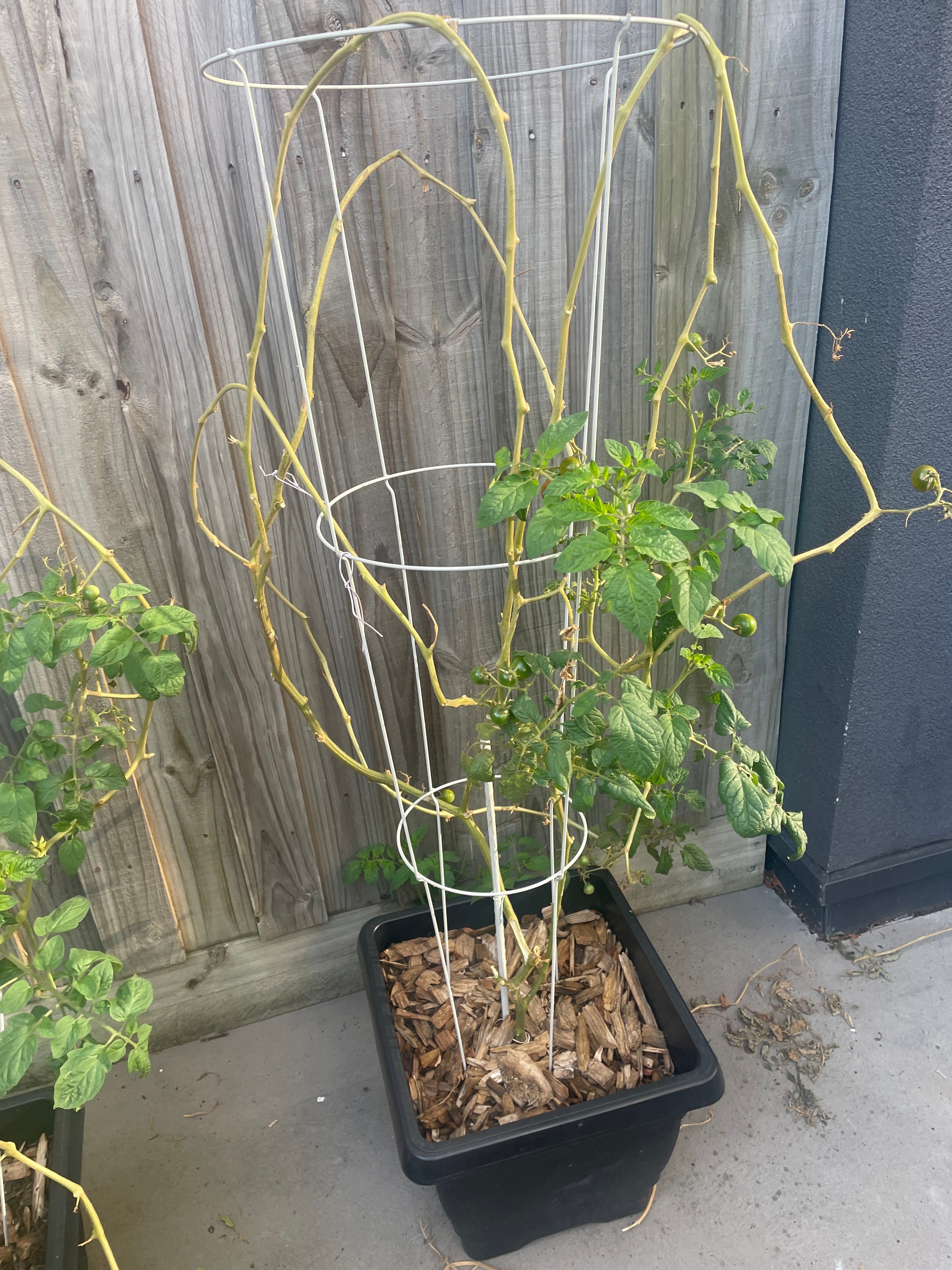 🍅 Understanding Tomato 'Tumbling Tom Red': The Basics