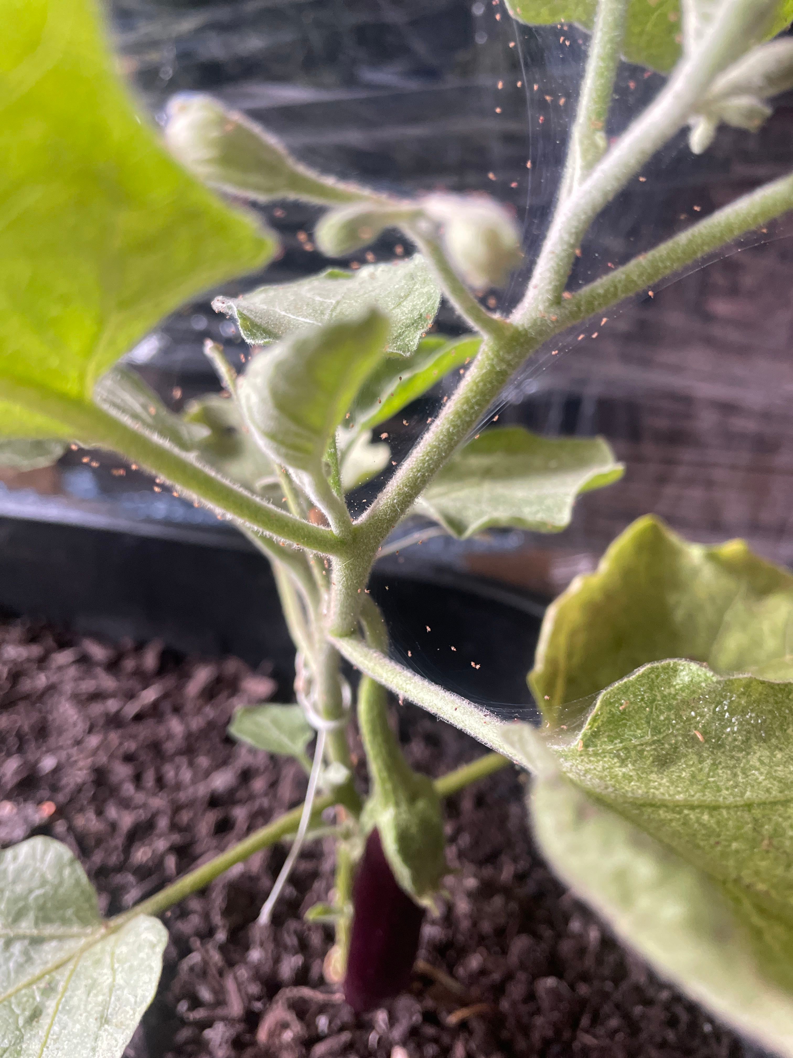 Everything You Need to Know to Grow Kennebec Potato 🥔