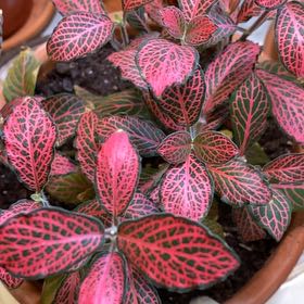 Fittonia 'Ruby Red' Plant Care: Water, Light, Nutrients | Greg App 🌱
