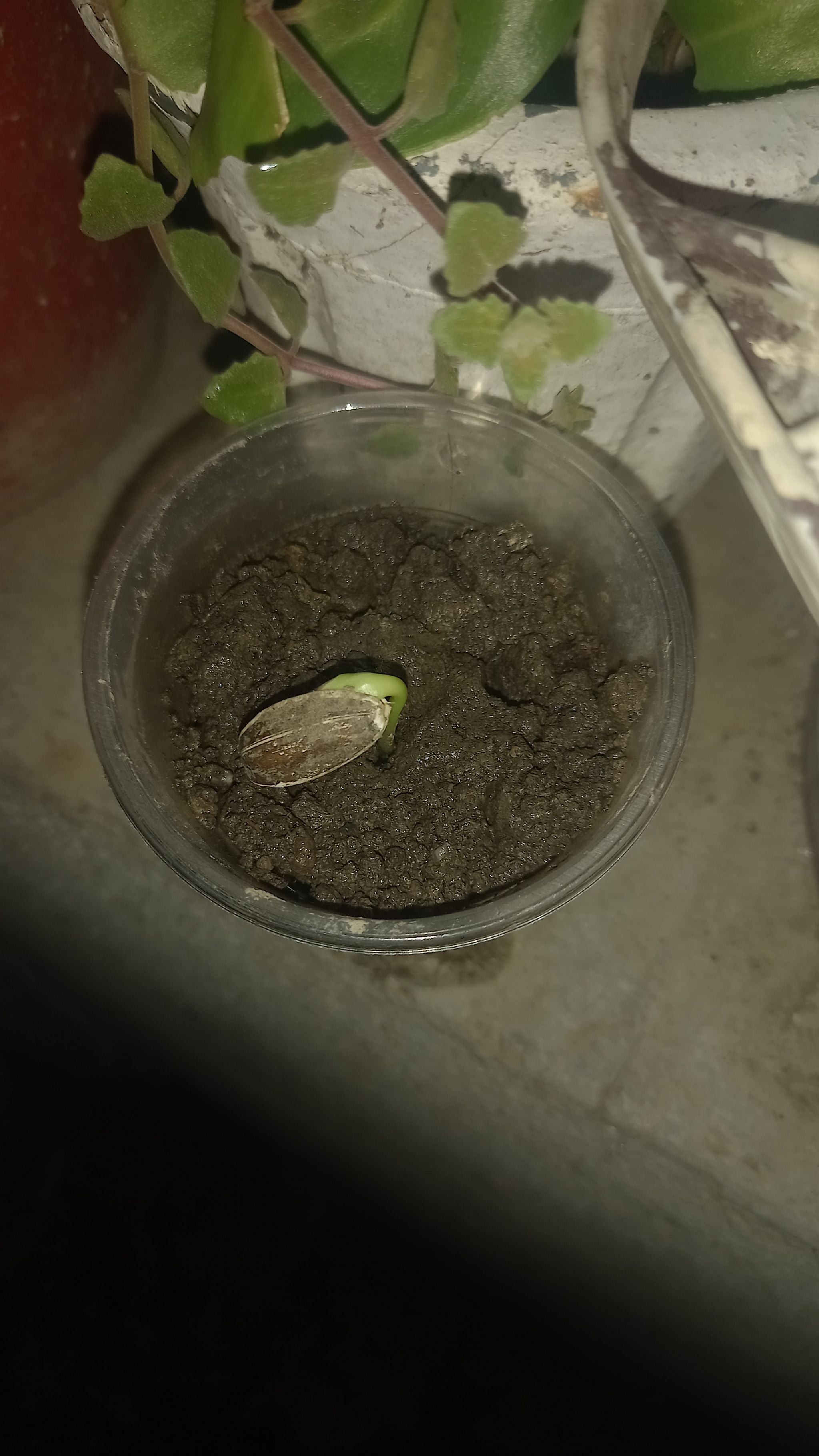 🌞 Sunflower 'Sundance Kid': A Comprehensive Overview