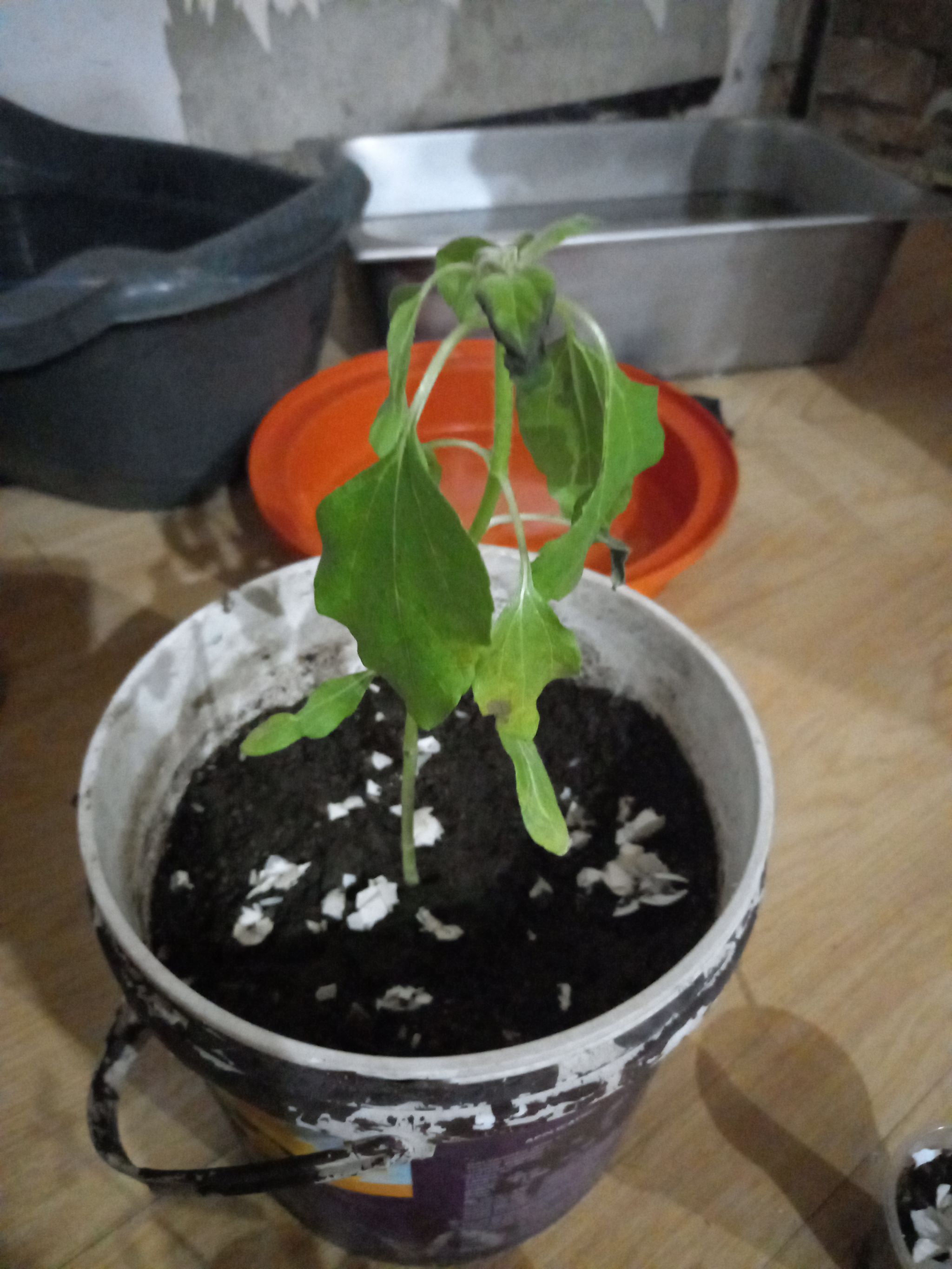 🌻 Introduction to Sunflower 'Golden Cheer'