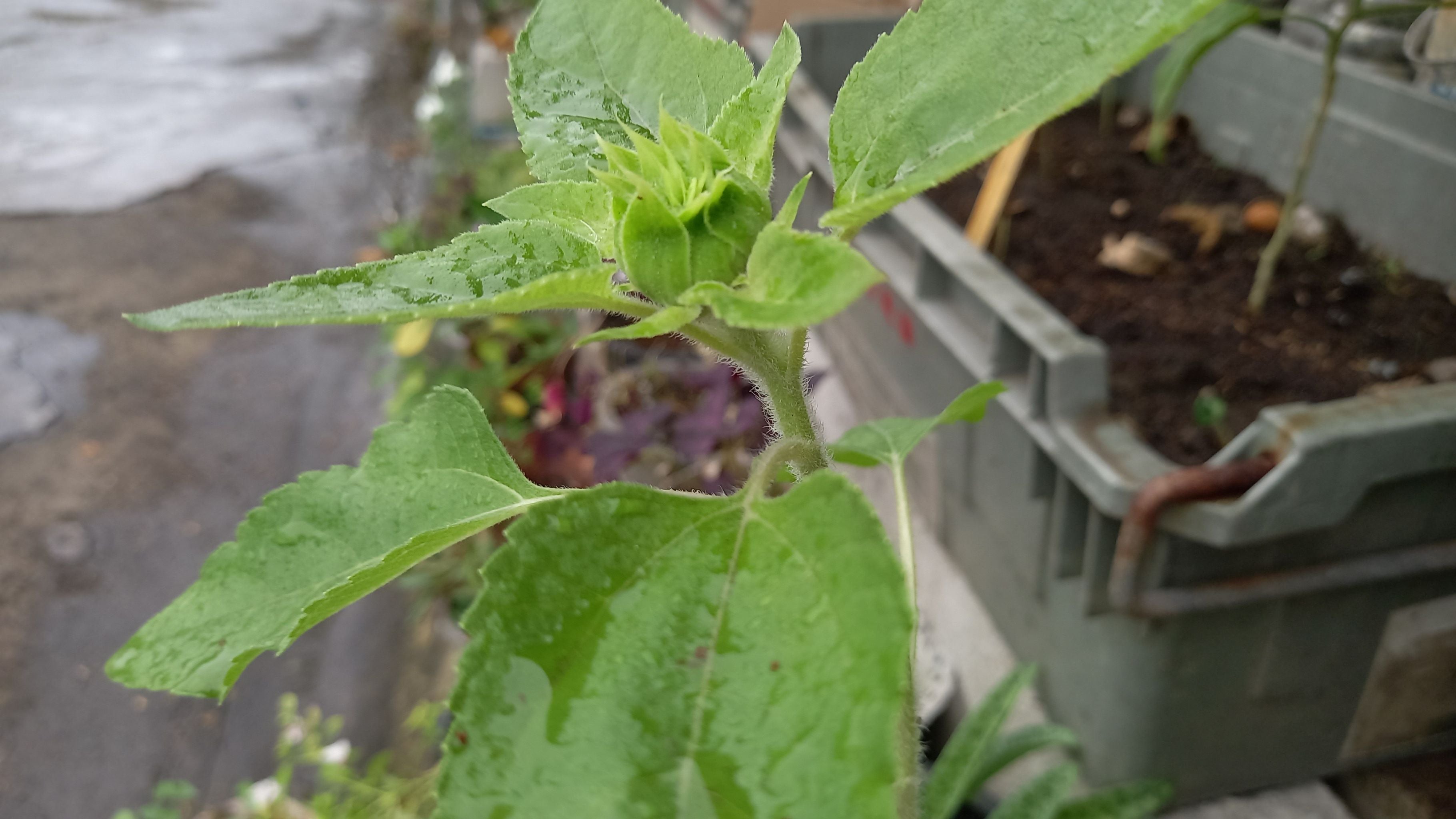 ☀️ Sunflower 'ProCut Lemon' Explained: Key Information