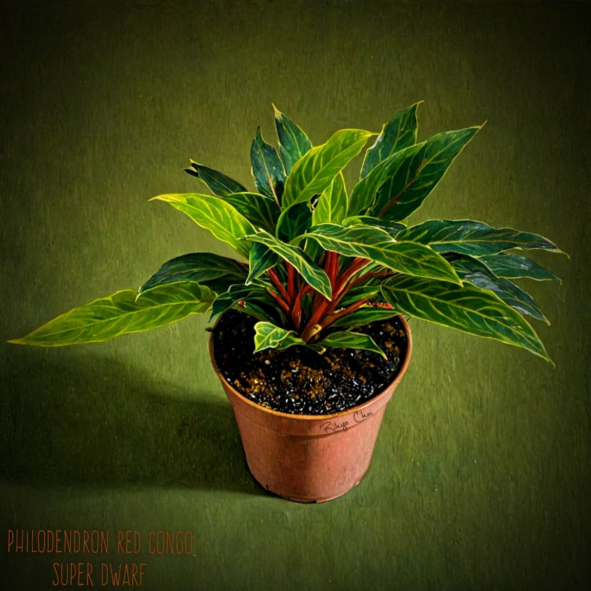 Keep Your Philo Dwarf Red Congo Alive: Light, Water & Care Instructions