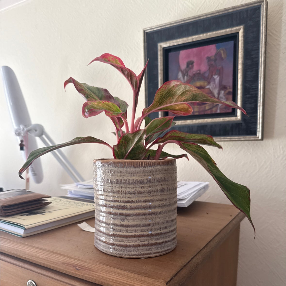 The Complete Aglaonema ‘Red Fire’ Plant Care Guide: Water, Light & Beyond