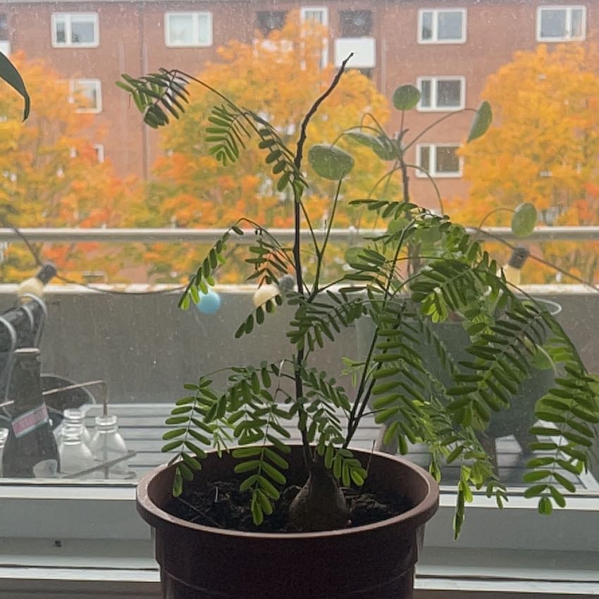 Entada leptostachya Plant Care: Water, Light, Nutrients | Greg App 🌱