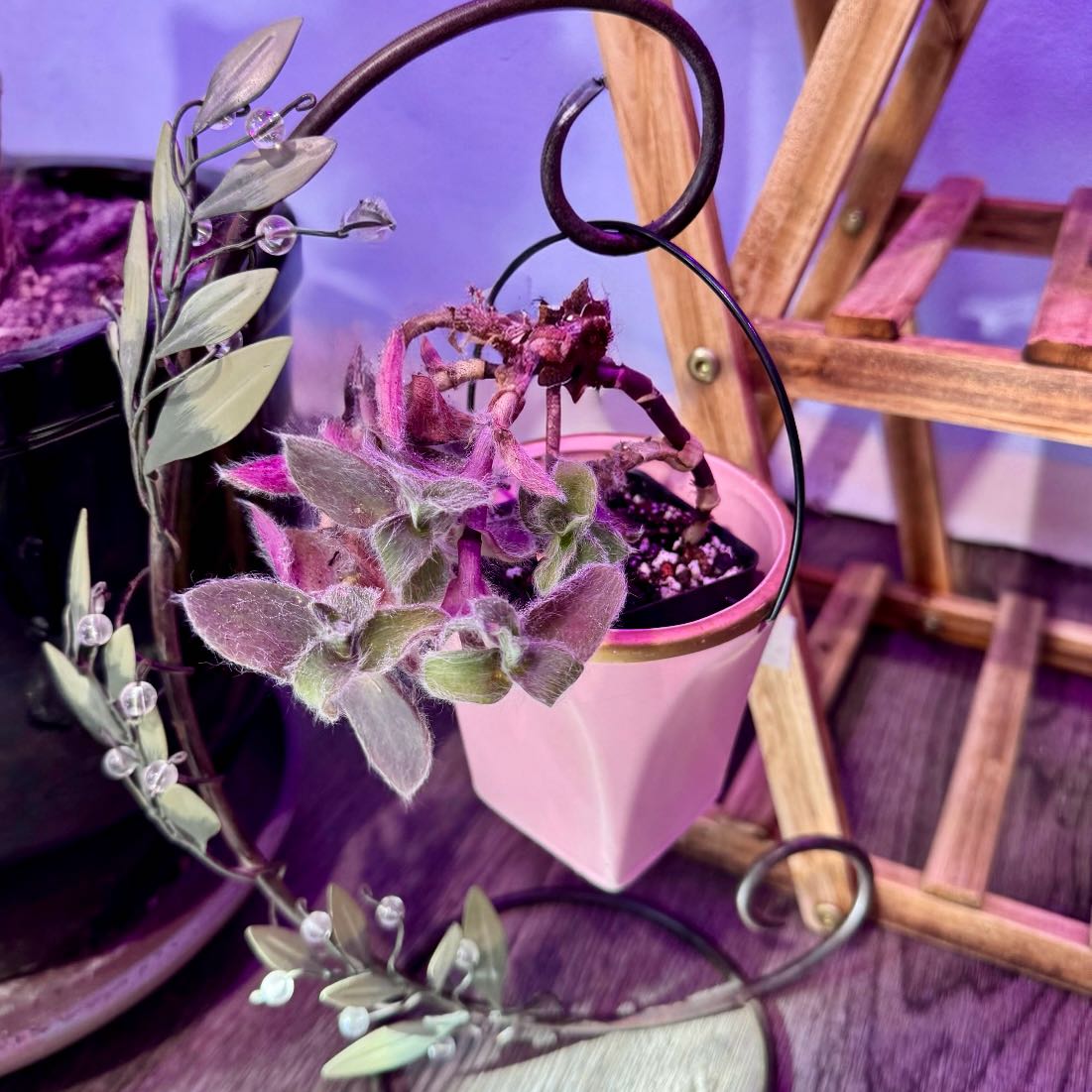 Pale Puma Plant Care: Water, Light, Nutrients | Greg App 🌱