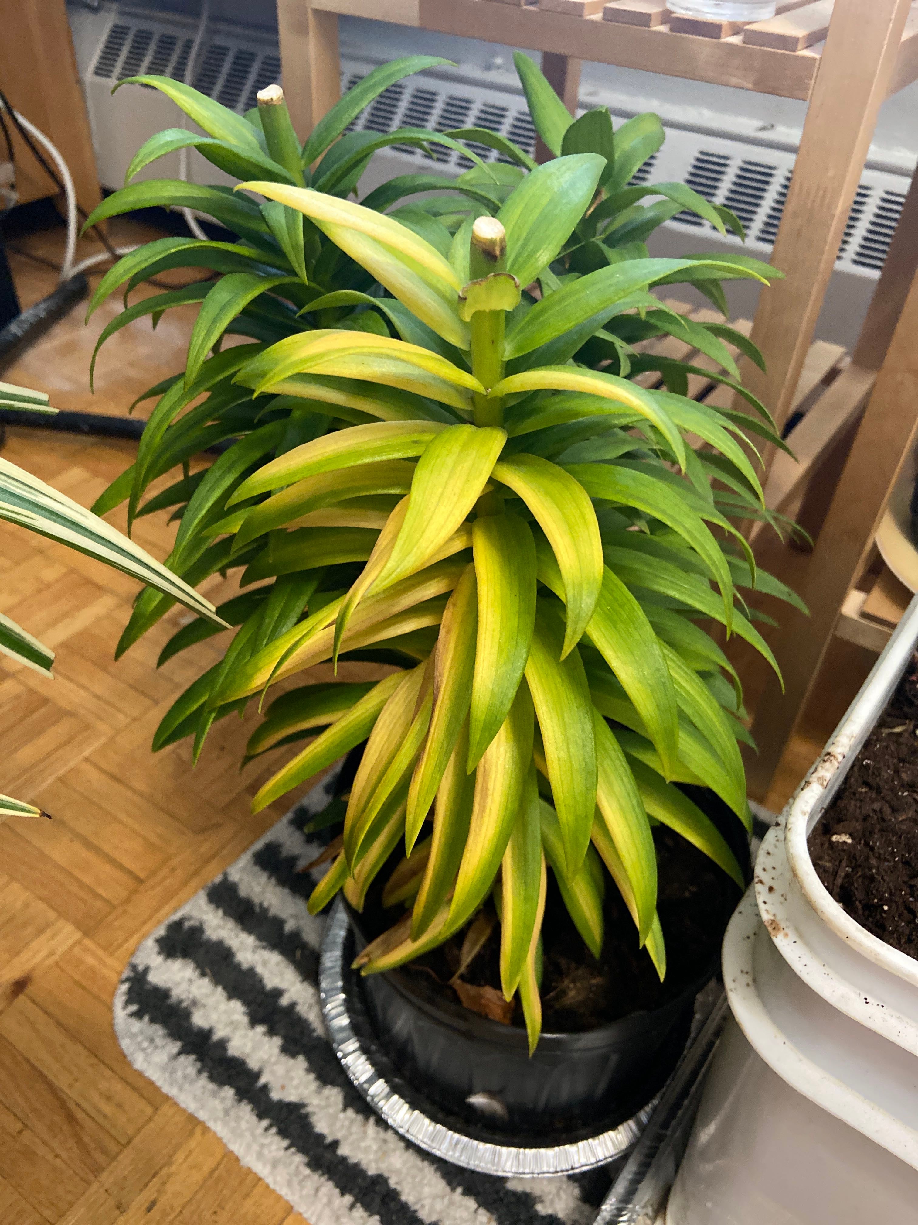 Asiatic Lily 'Forever Susan' Care 101: Water, Light & Growing Tips