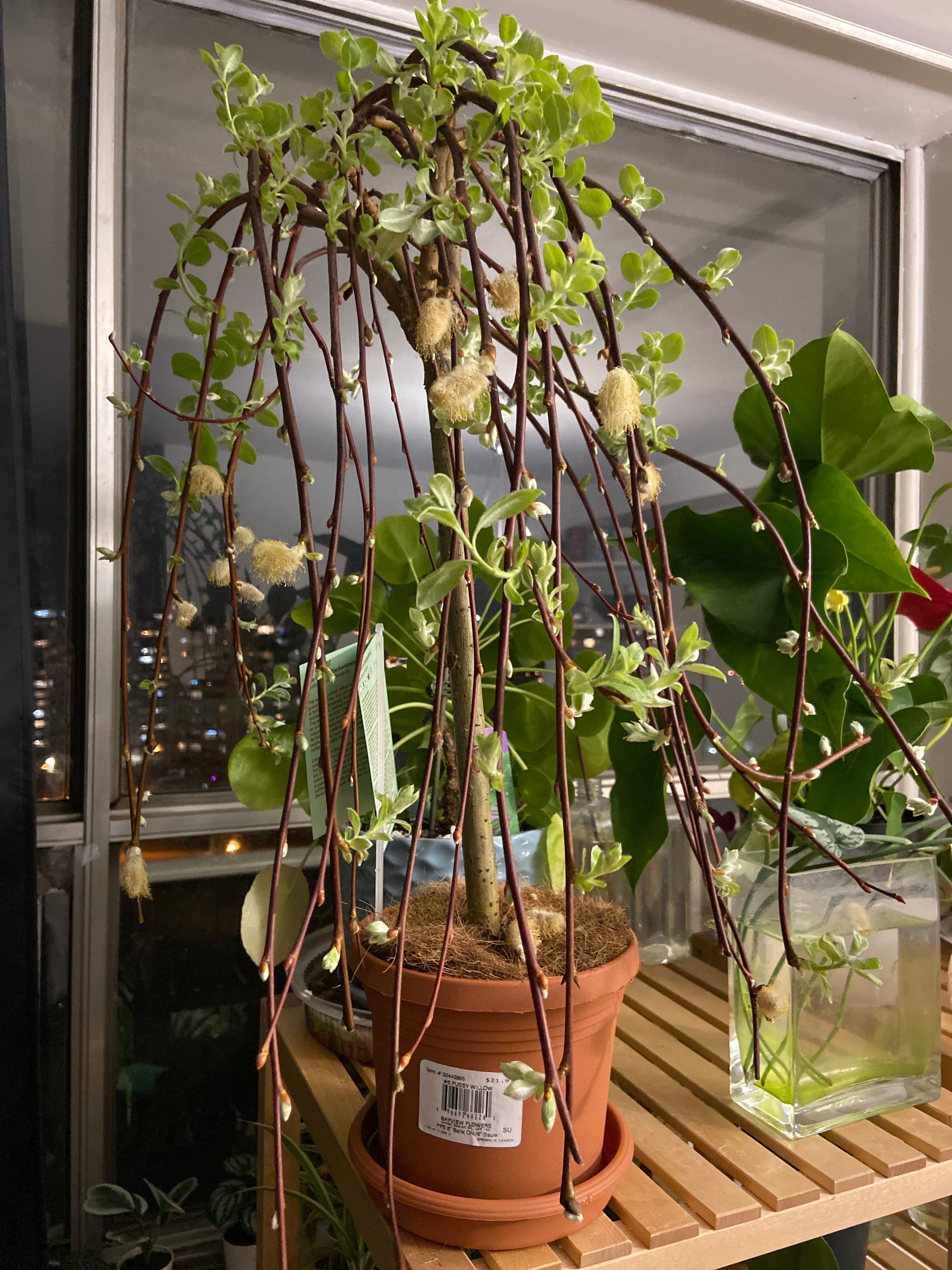 💧 Key Stages in the Life of a Willow