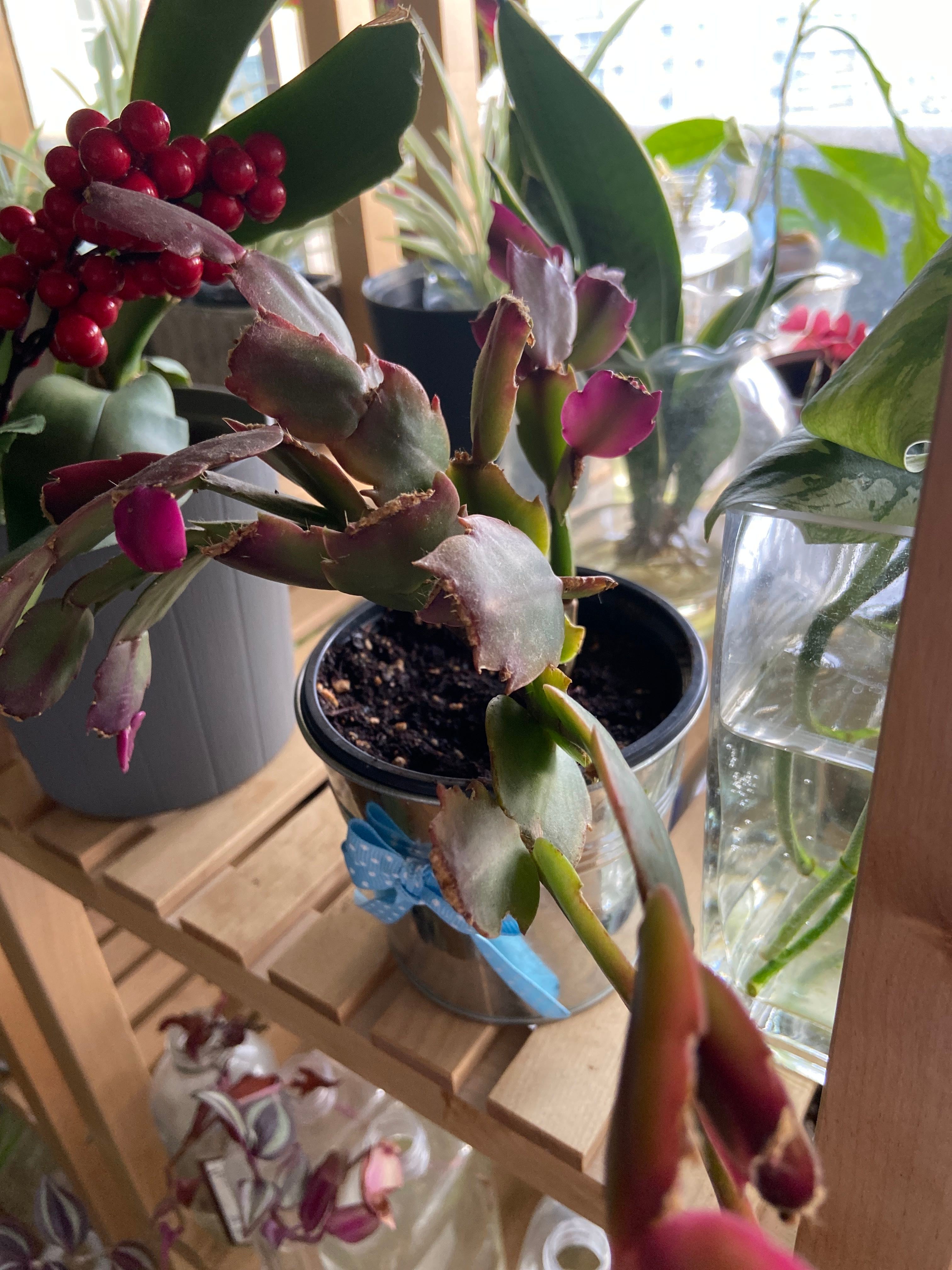 How to Care for False Christmas Cactus: Mastering Water, Sunlight & More