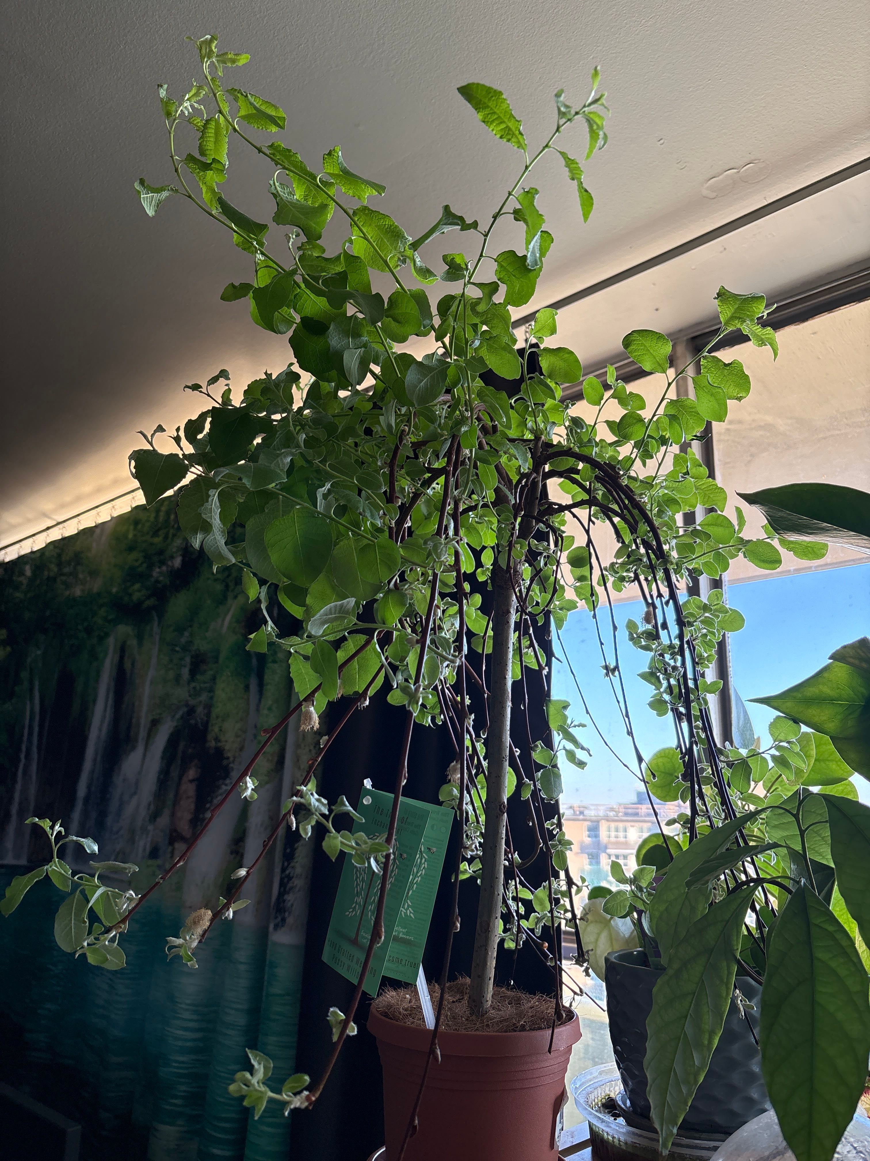 Ultimate Guide to Managing Bugs on Willow Tree 🐛