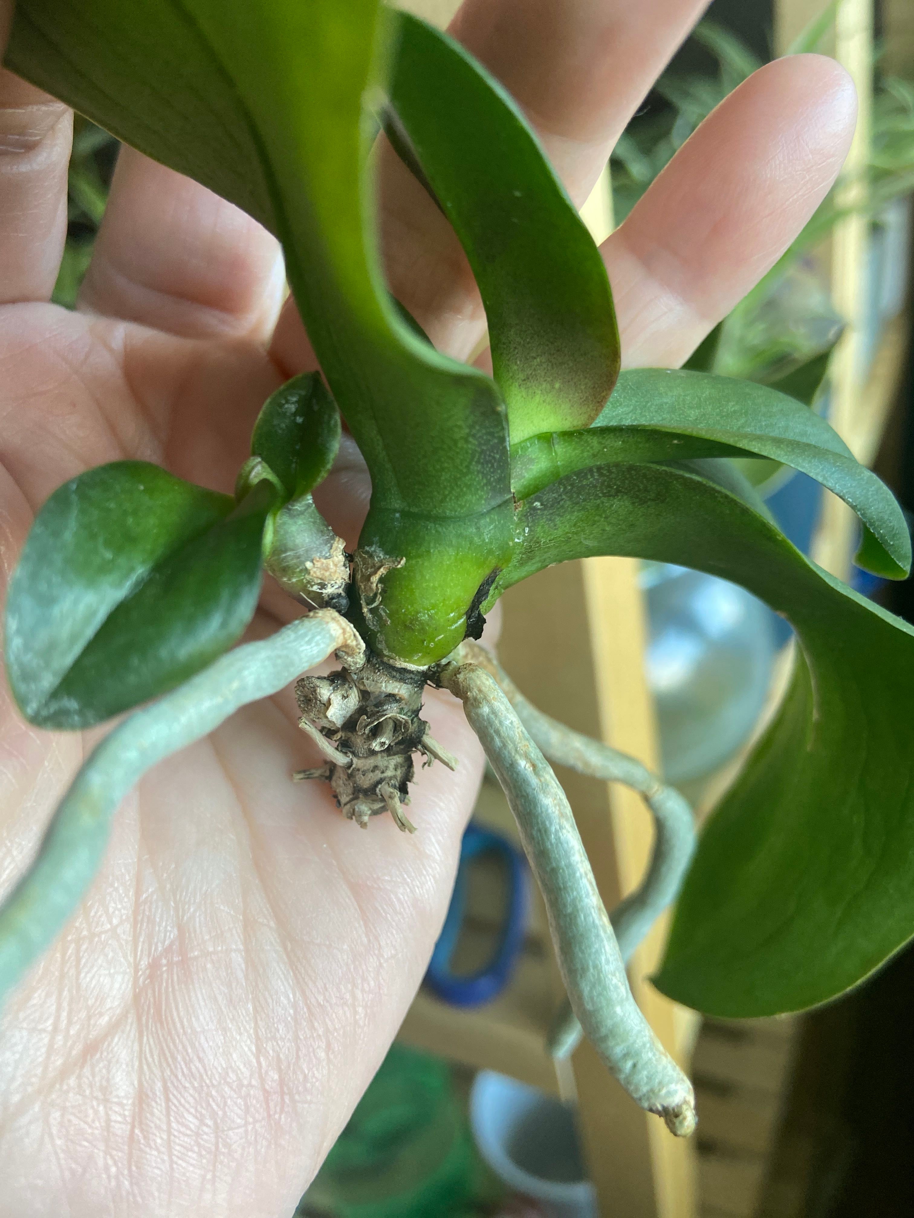 Ultimate Guide to Phalaenopsis 'Violet Queen' 🦋