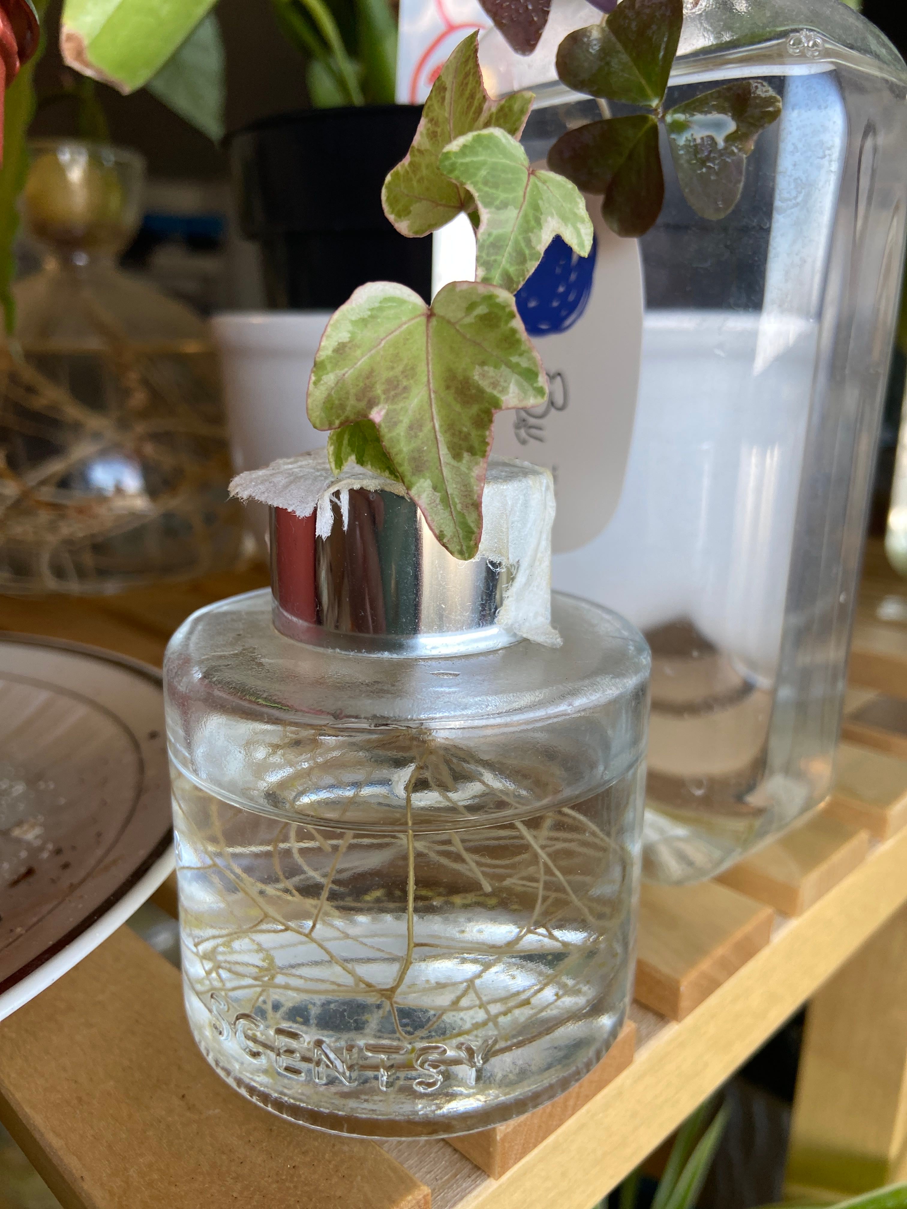 English Ivy's Best Friends: Top Companion Plants