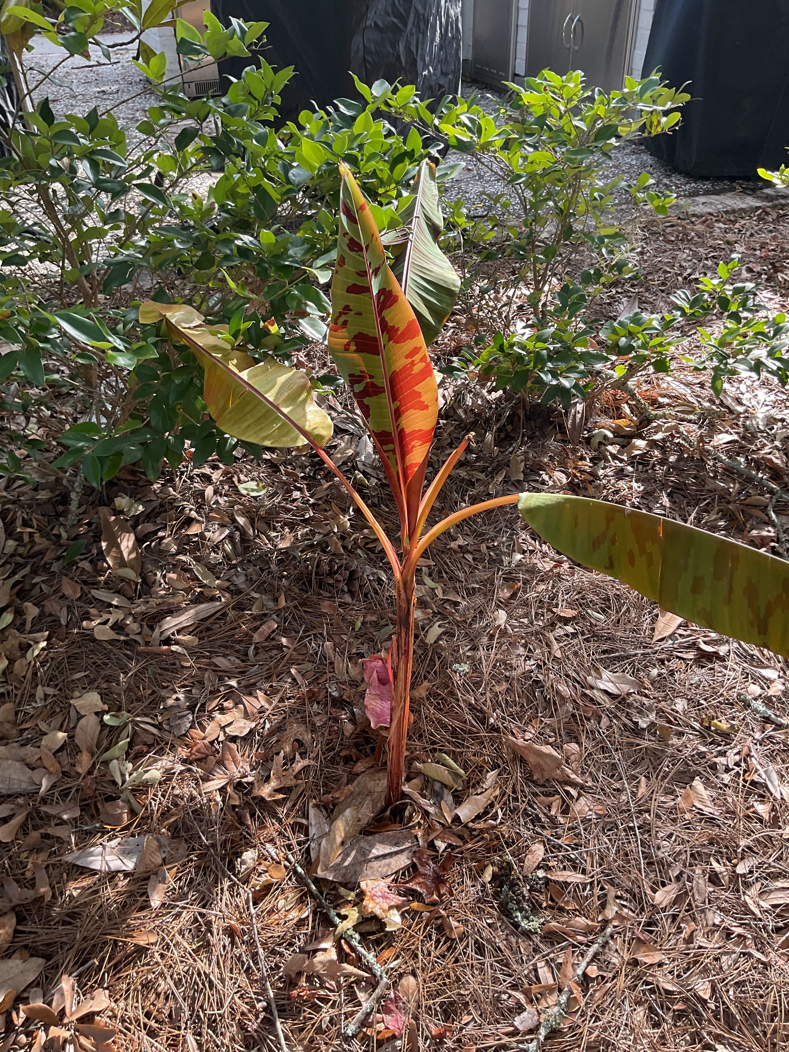 Where Can Abaca Grow? Zones 10a-11b 🍌