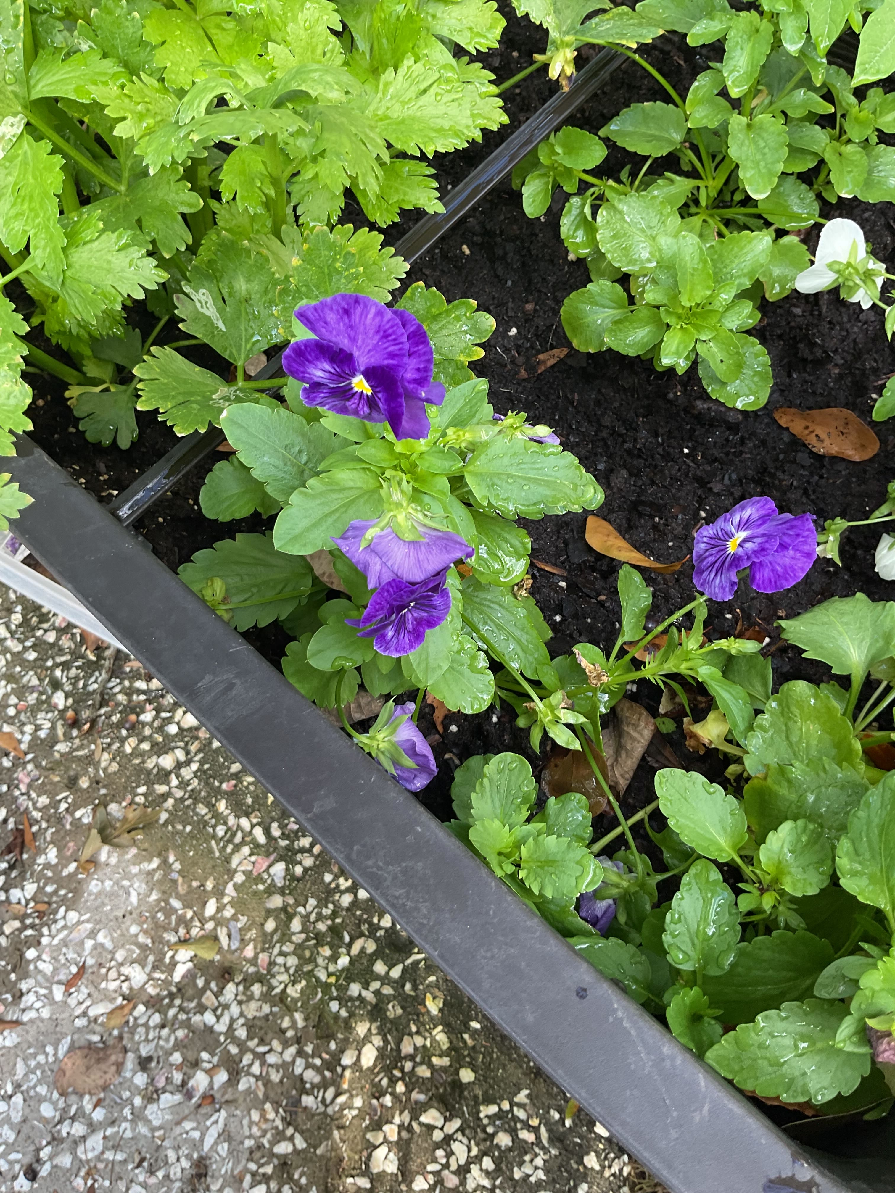 What is a Matrix Primrose Pansy? Complete Guide 🌸