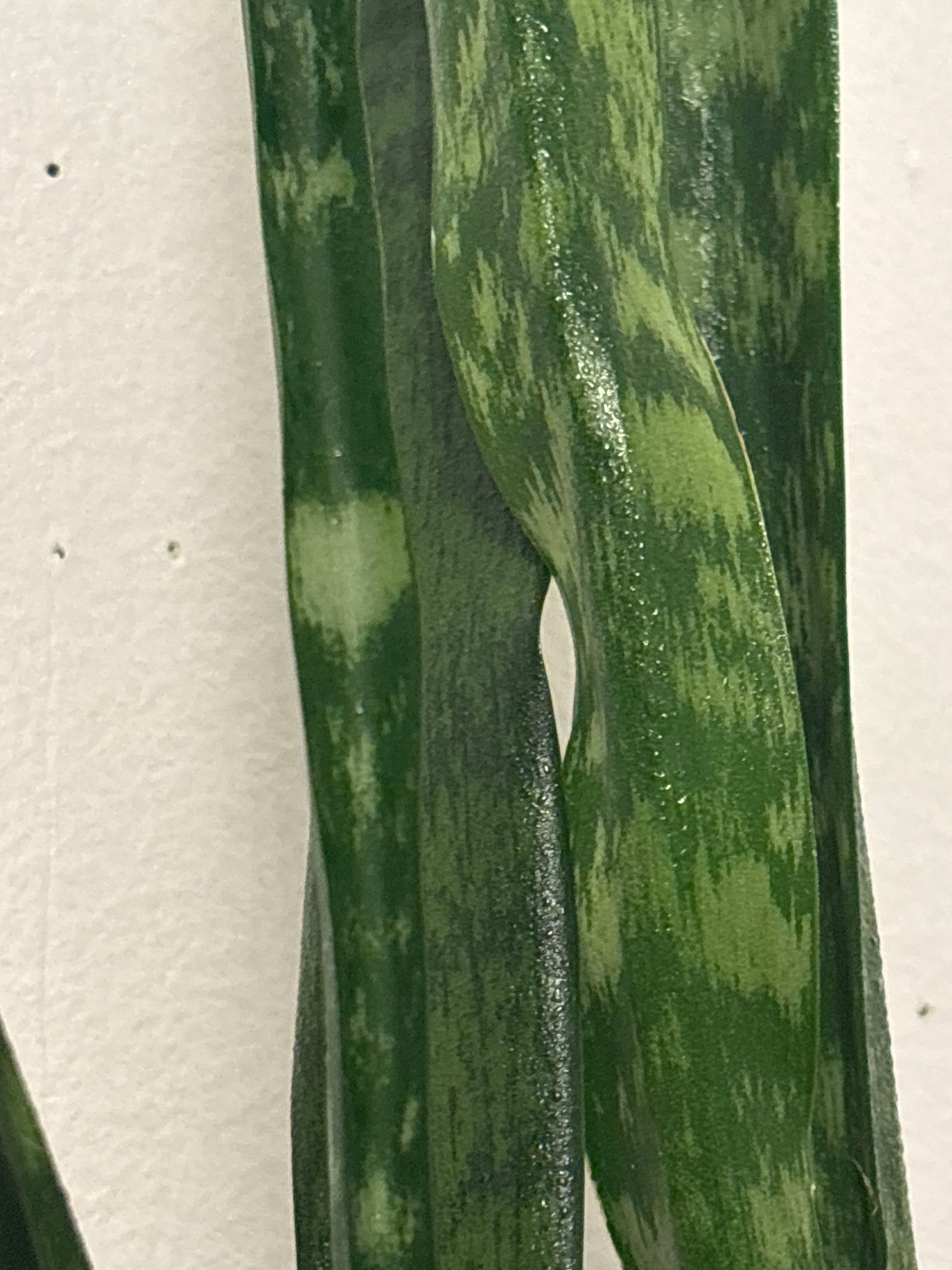 The Complete Cylindrical Snake Plant Plant Care Guide: Water, Light ...