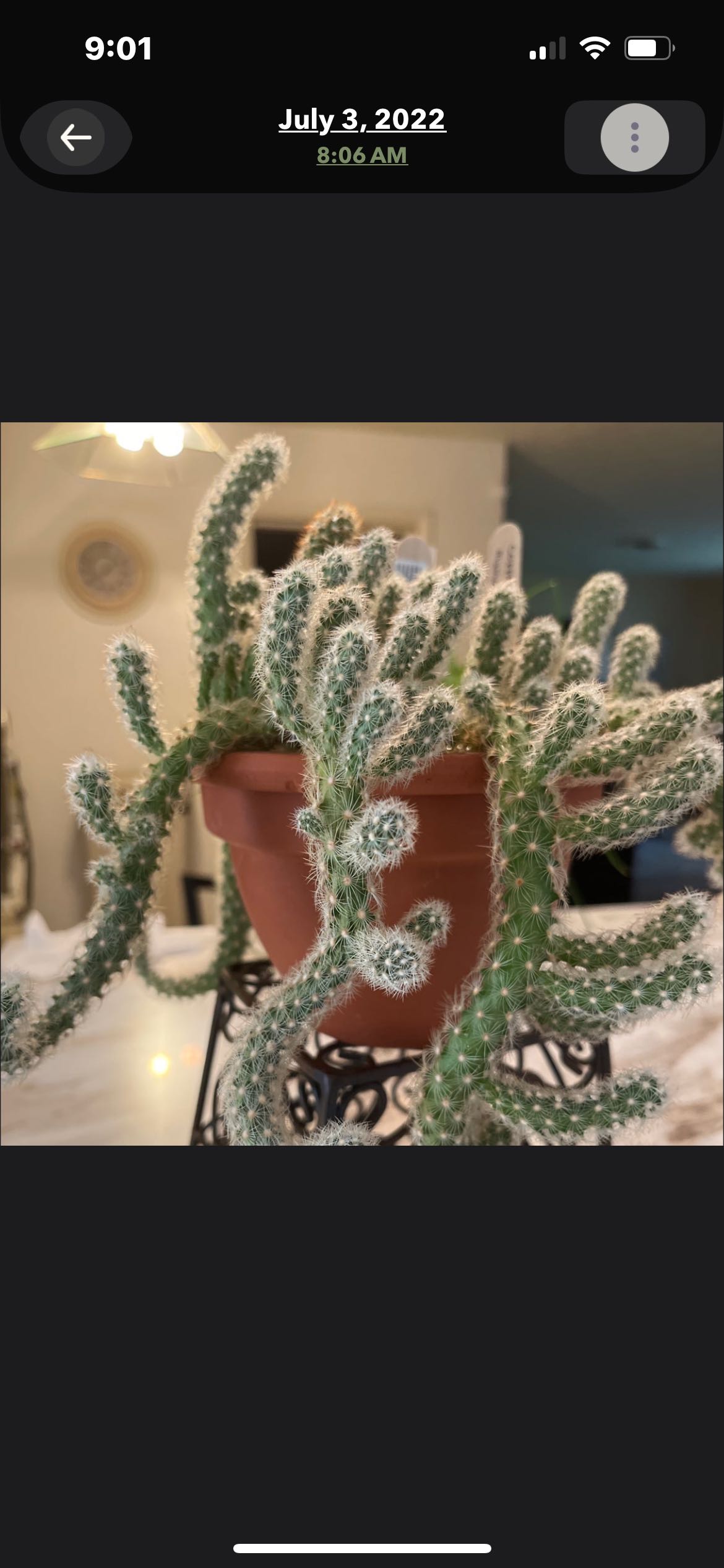 Keep Your Lady Finger Cactus Alive: Light, Water & Care Instructions