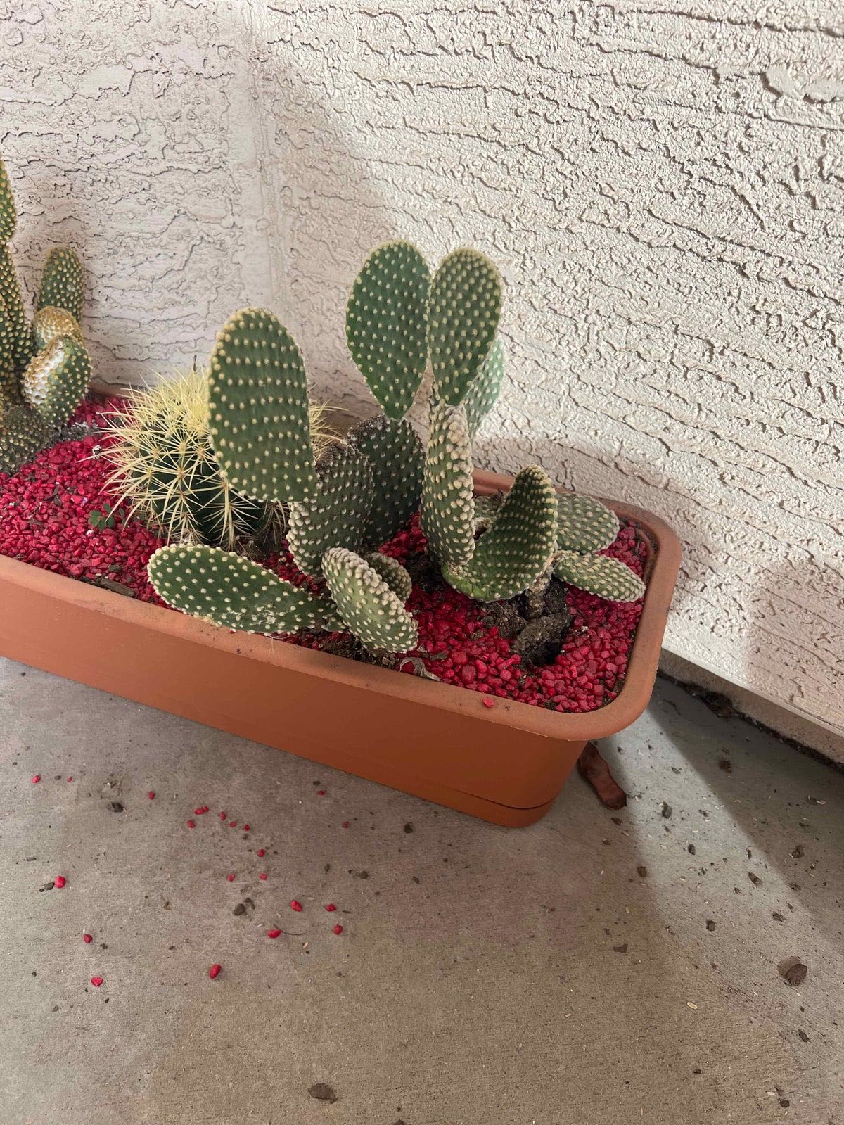 THE EARS KEEP FALLING OFF.