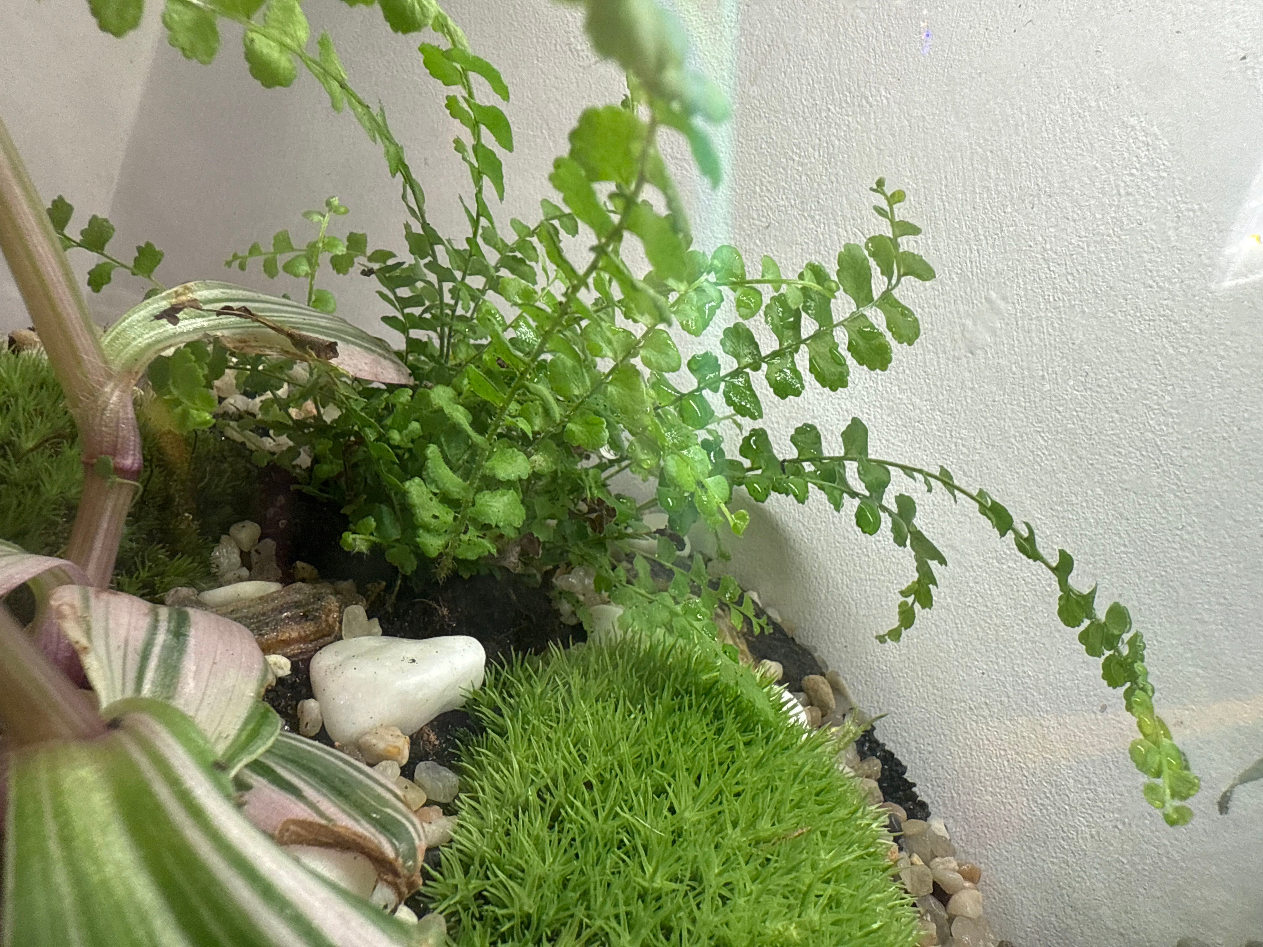 Hawaiian Sunshine Fern Plant Care: Water, Light, Nutrients | Greg App 🌱