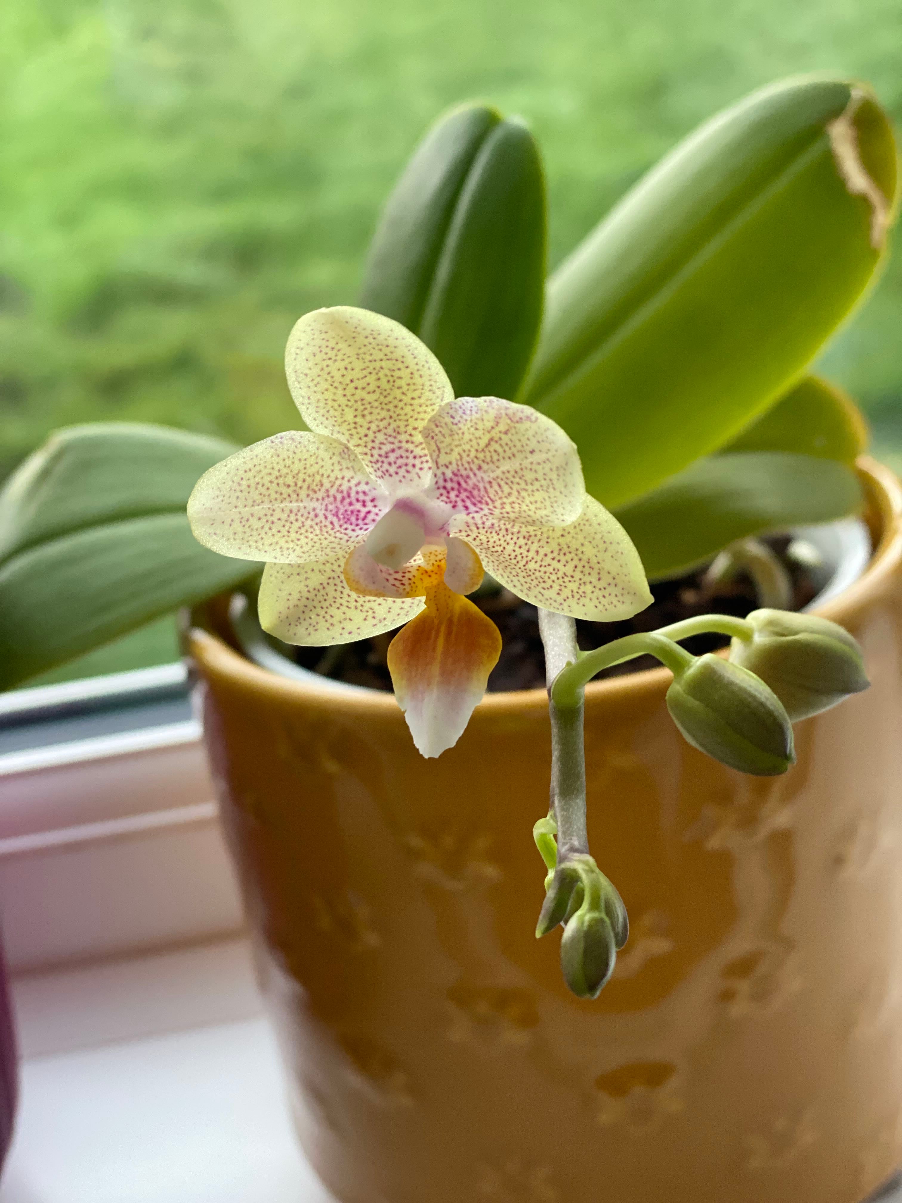 What You Should Know About Yellow Roth Orchid 🌼