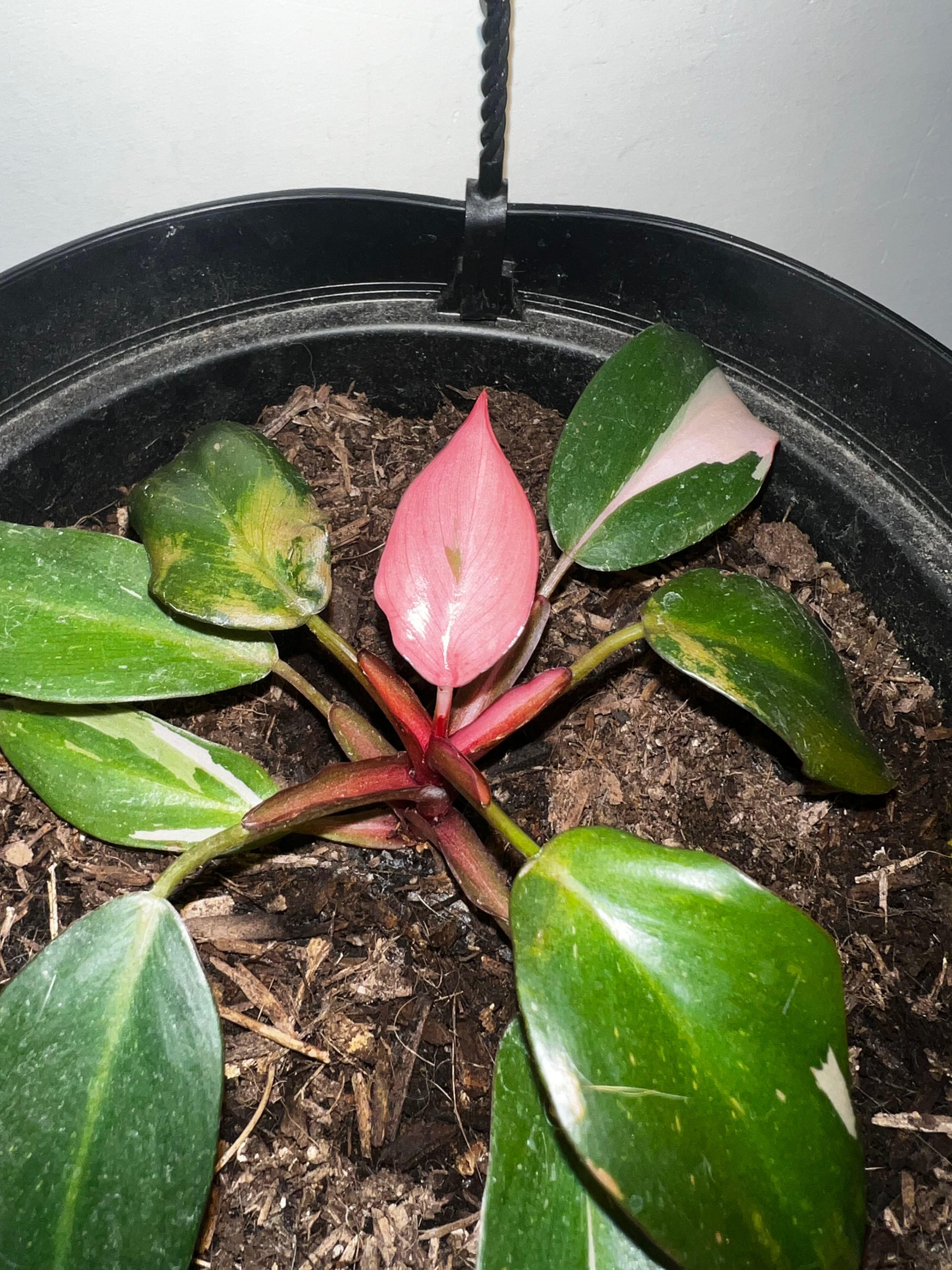 👸 Pink Princess Philodendron Soil