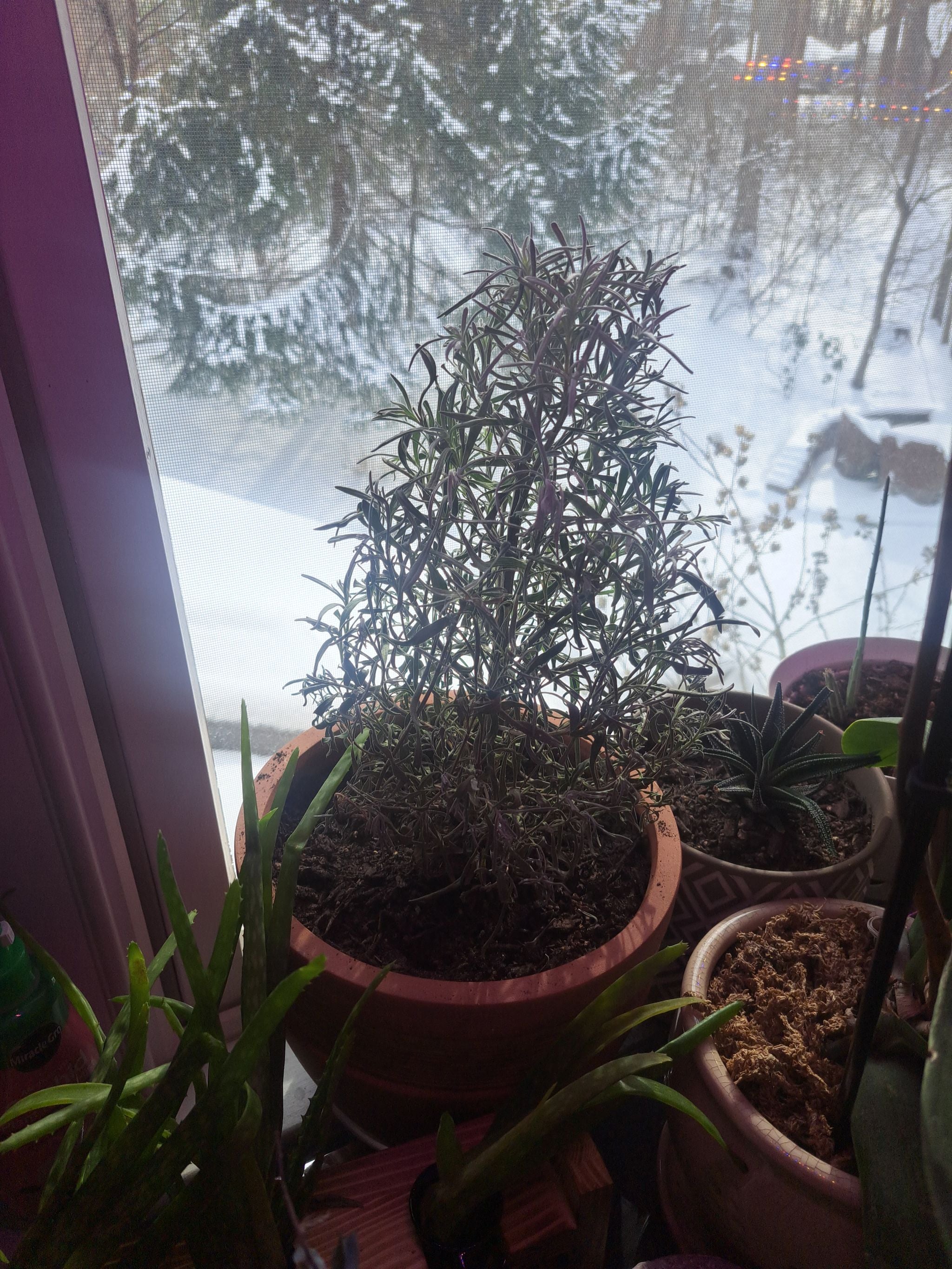 💜 Everything You Need to Know About Lavender 'Pippa'