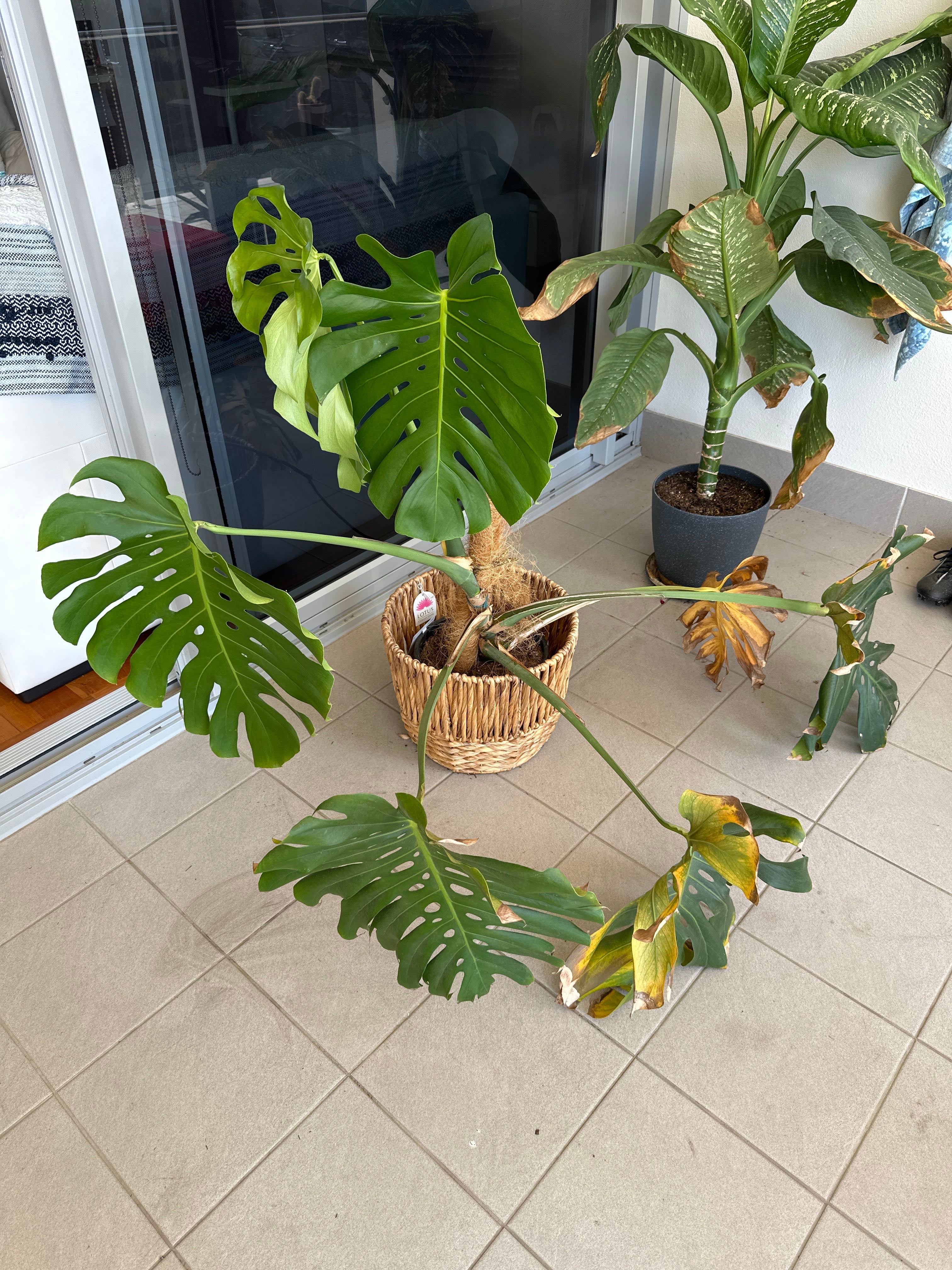 The Complete Monstera Plant Care Guide: Water, Light & Beyond