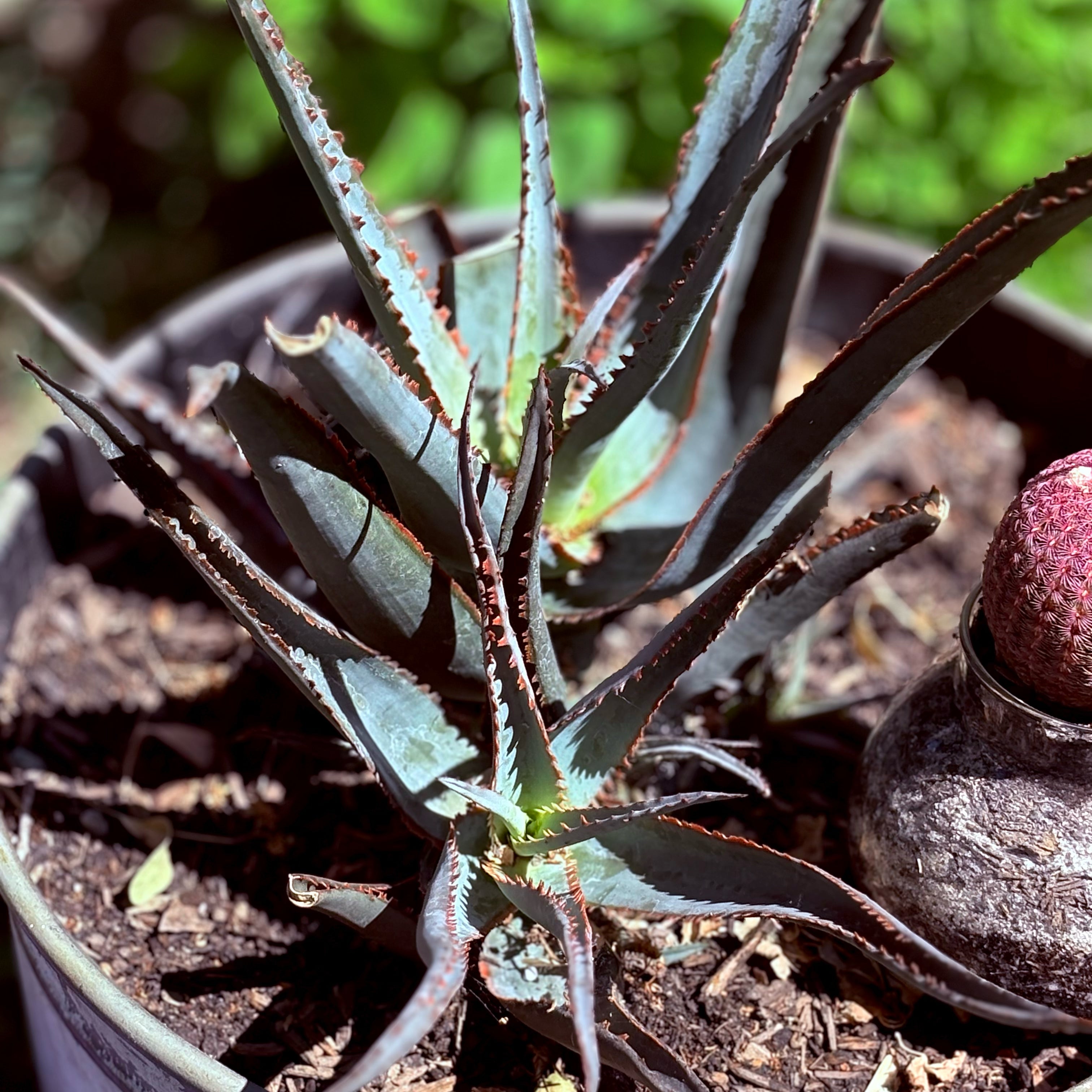 Aloe divaricata 'Diablo' Plant Care: Water, Light, Nutrients | Greg App 🌱