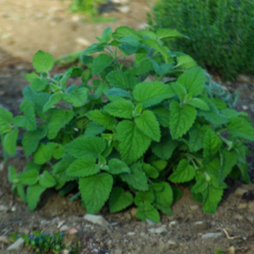 Keep Your Lime Balm Alive: Light, Water & Care Instructions