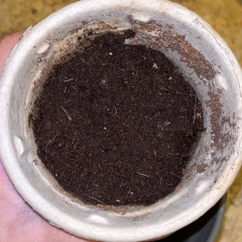 🥬🌿𝙘𝙚𝙘𝙚🎀 | A plant by @Theleafygoddess on Greg