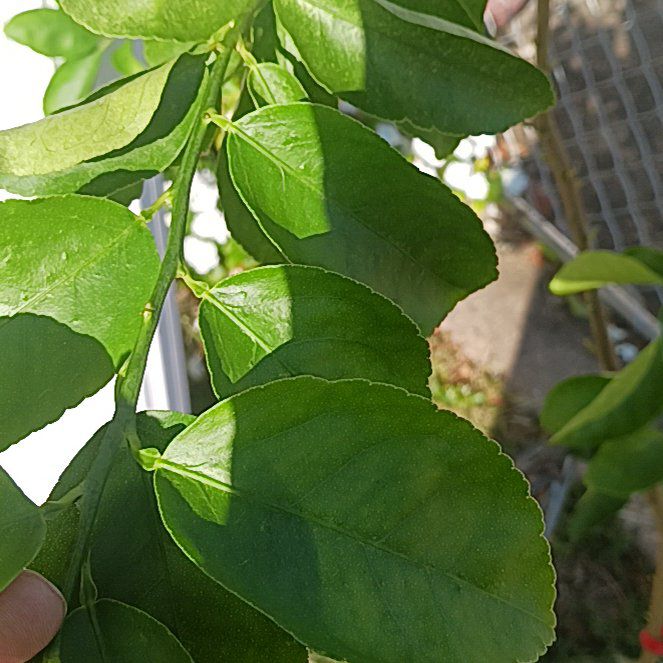 The Complete Lime Tree Plant Care Guide: Water, Light & Beyond