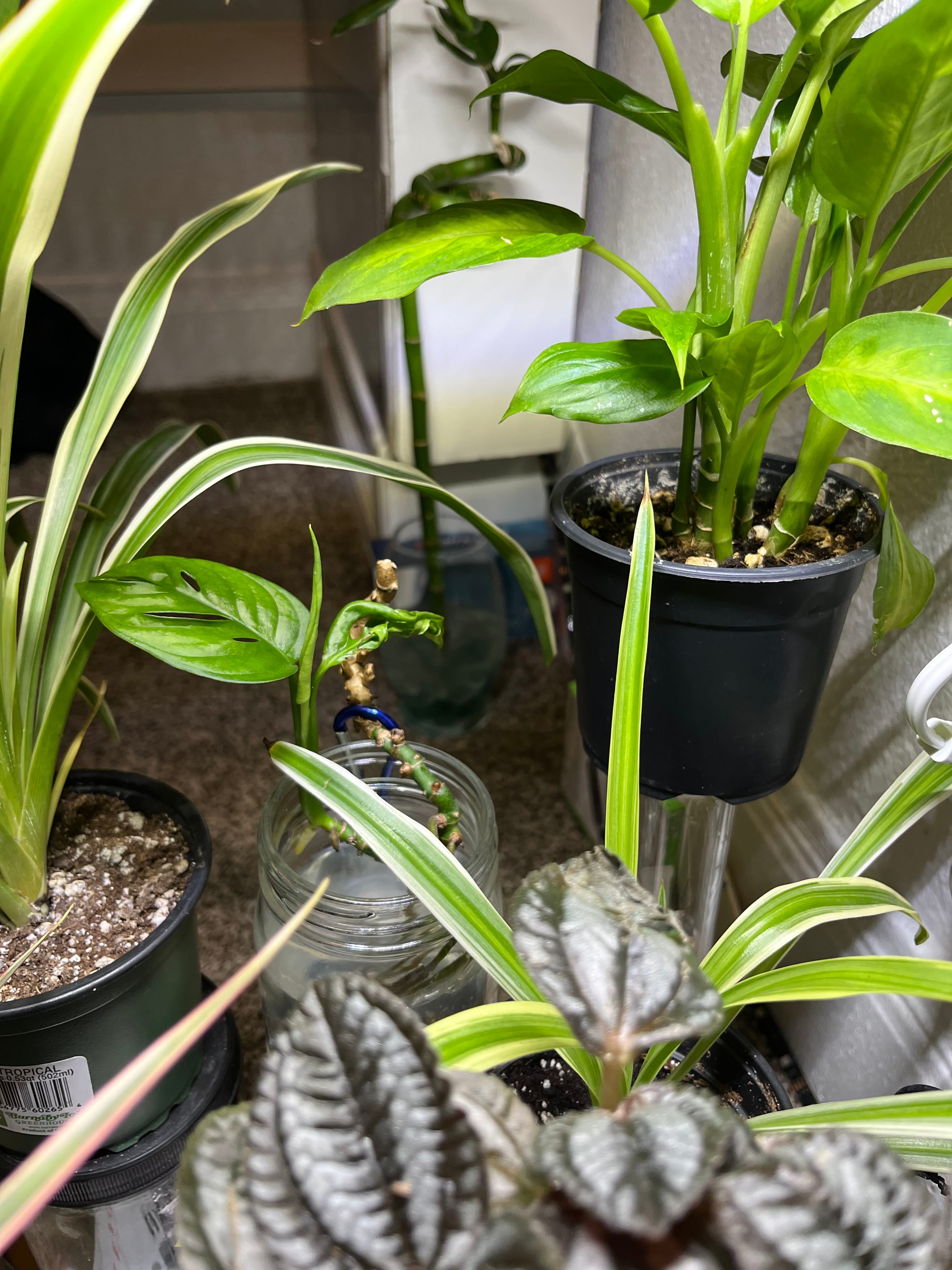 Black Spots on My Monstera Radicans Leaves