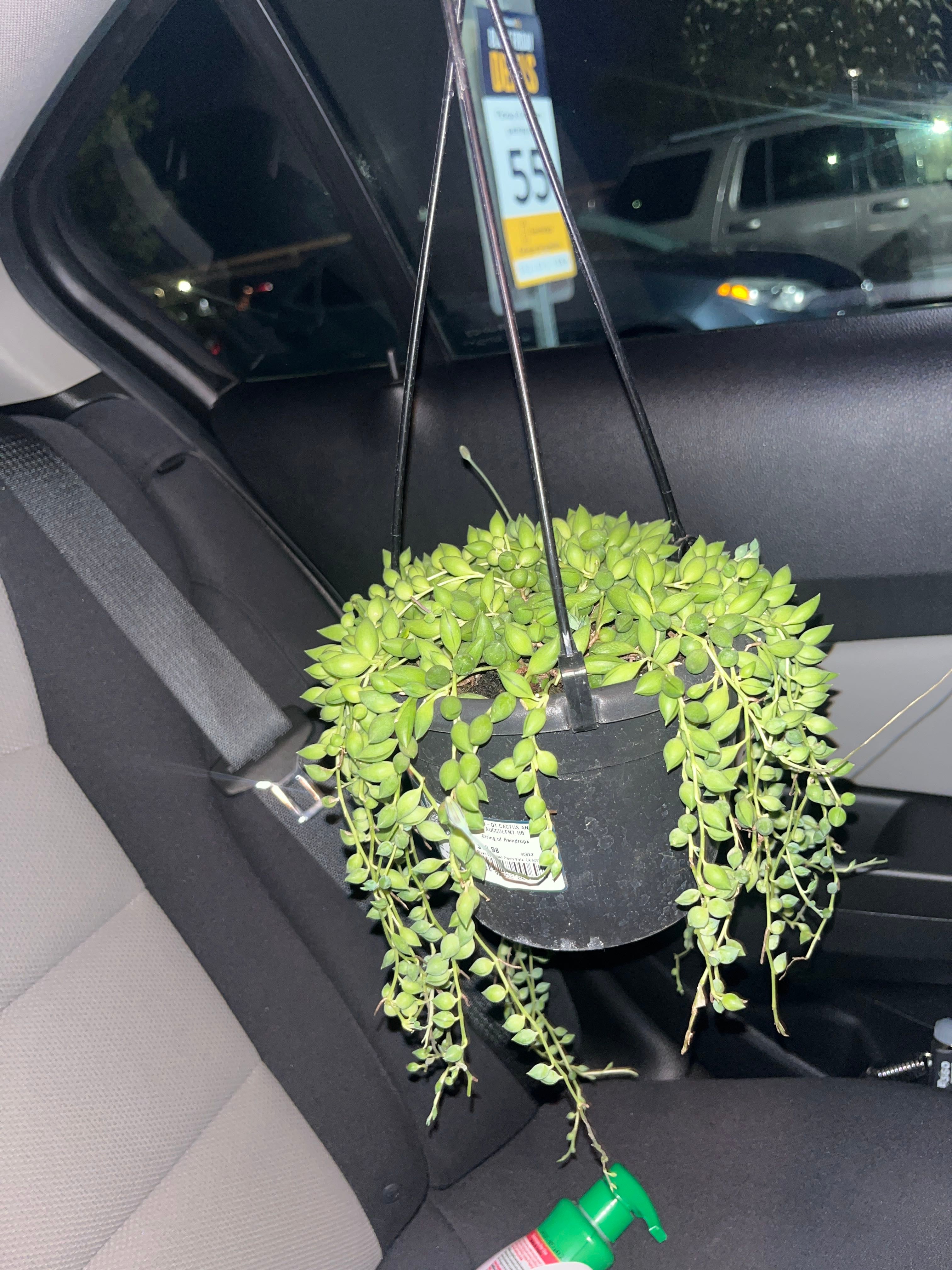 The Complete String of Raindrops Plant Care Guide: Water, Light & Beyond