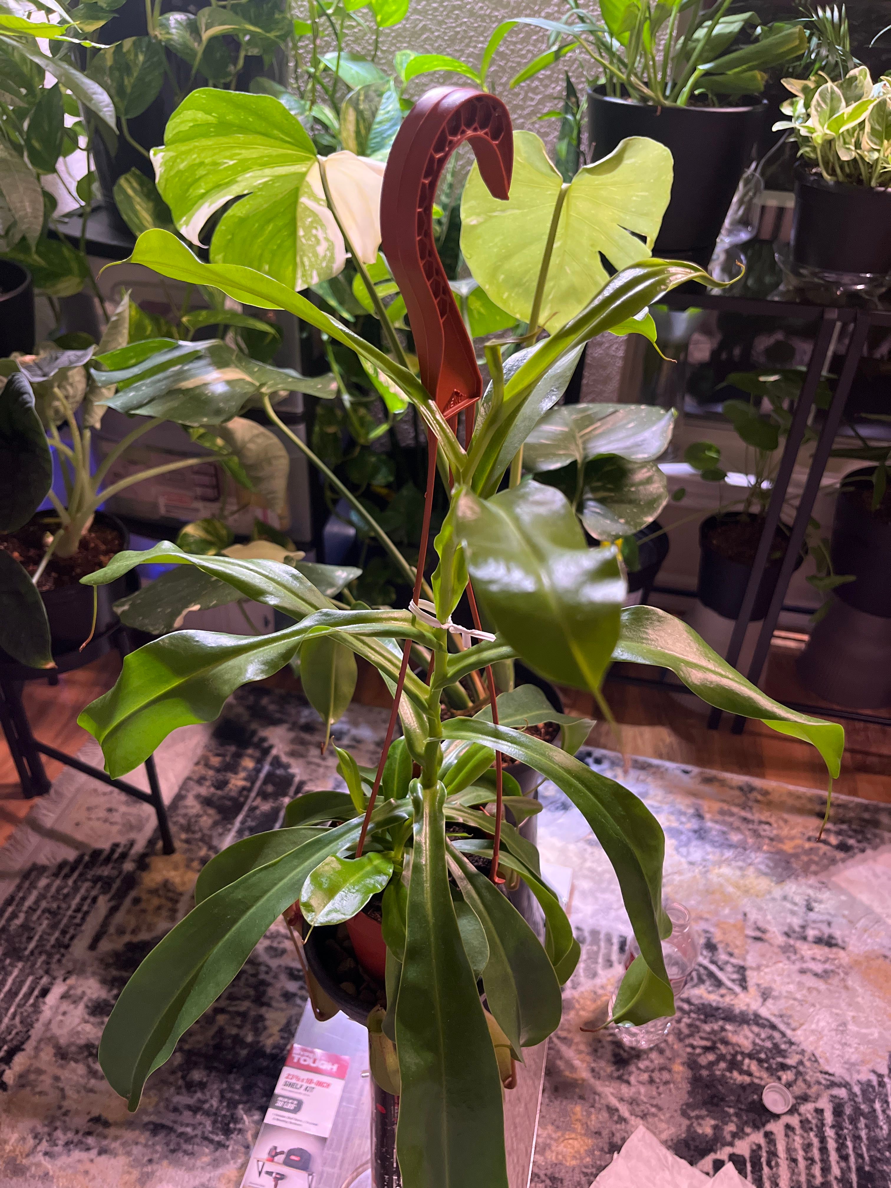 This pitcher plant of mine is on a mission it’s spitting ...