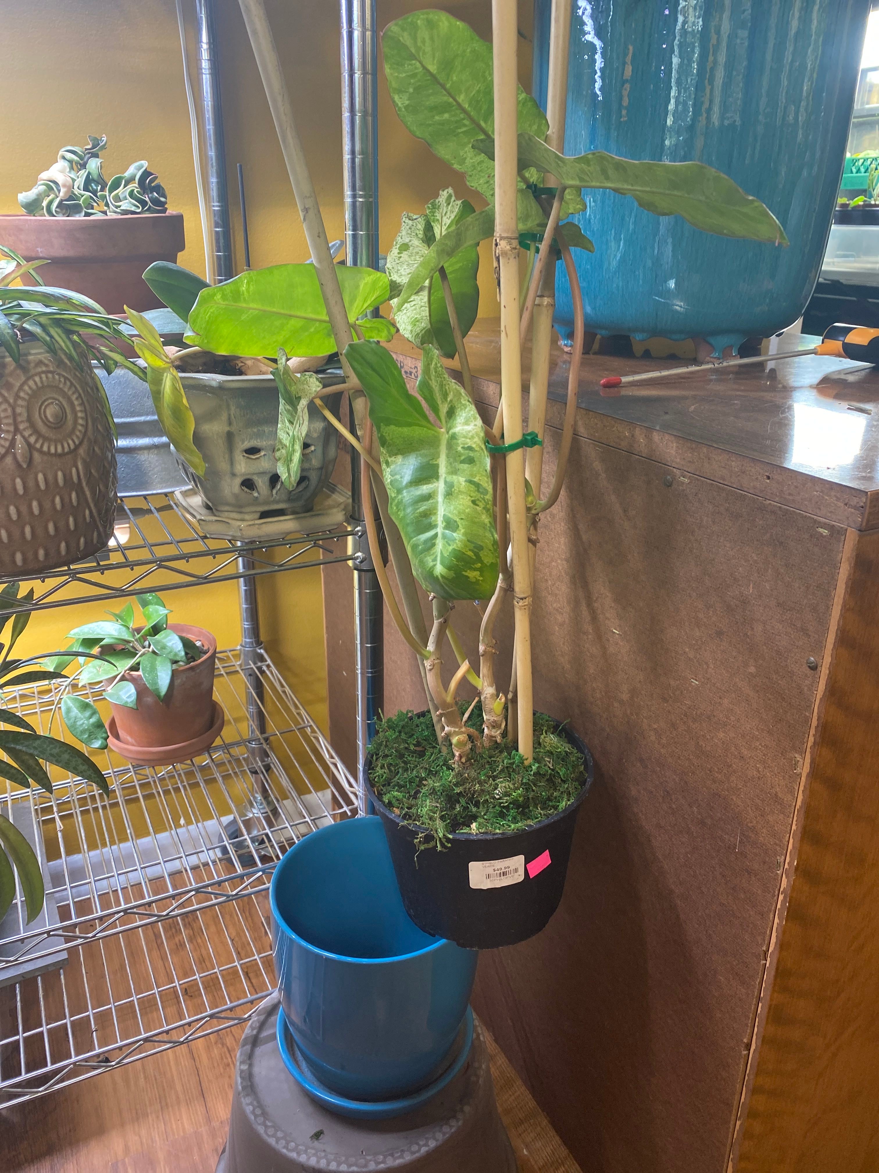 Linnaei Kunth: How Much Water & Light Does it Need to Thrive?