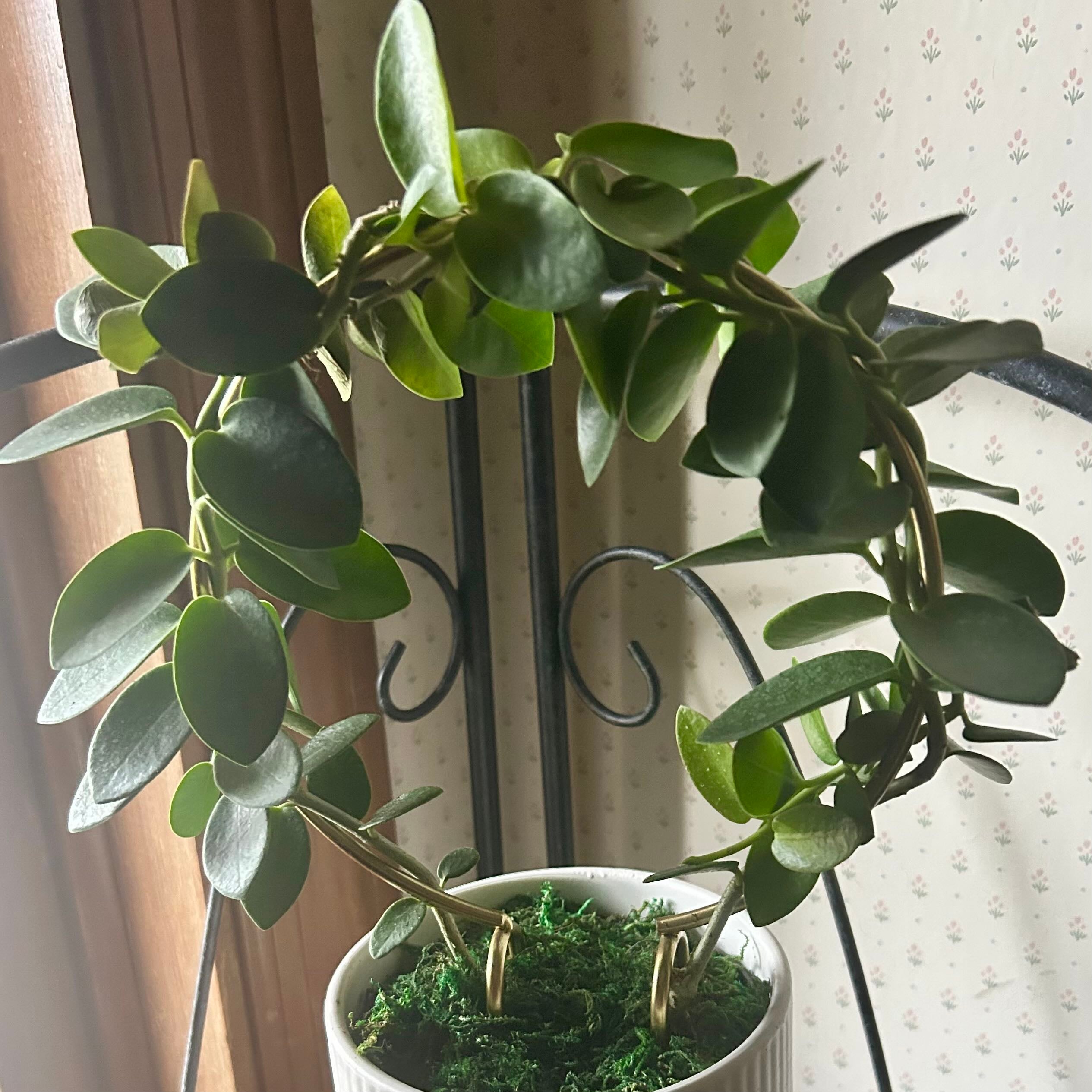 The Complete Peperomia magnoliifolia Plant Care Guide: Water, Light ...