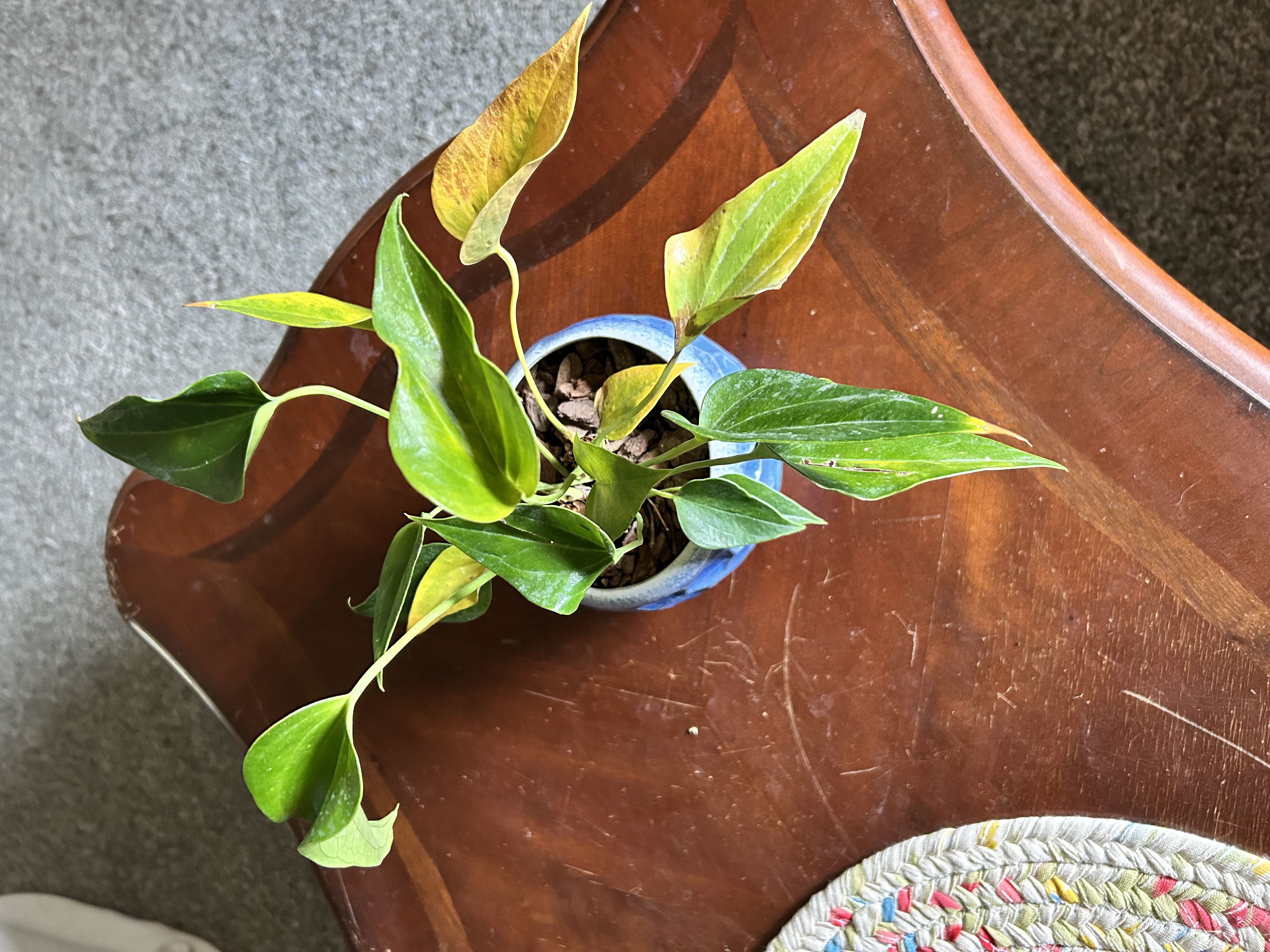 Understanding Anthurium 'Tezula Dreamweaver': The Basics