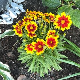 Keep Your Coreopsis 'Uptick Cream' Alive: Light, Water & Care Instructions
